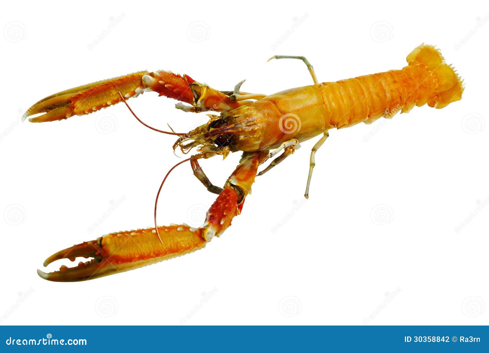 Langoustine stock photo. Image of shellfish, prawn, seafood - 30358842