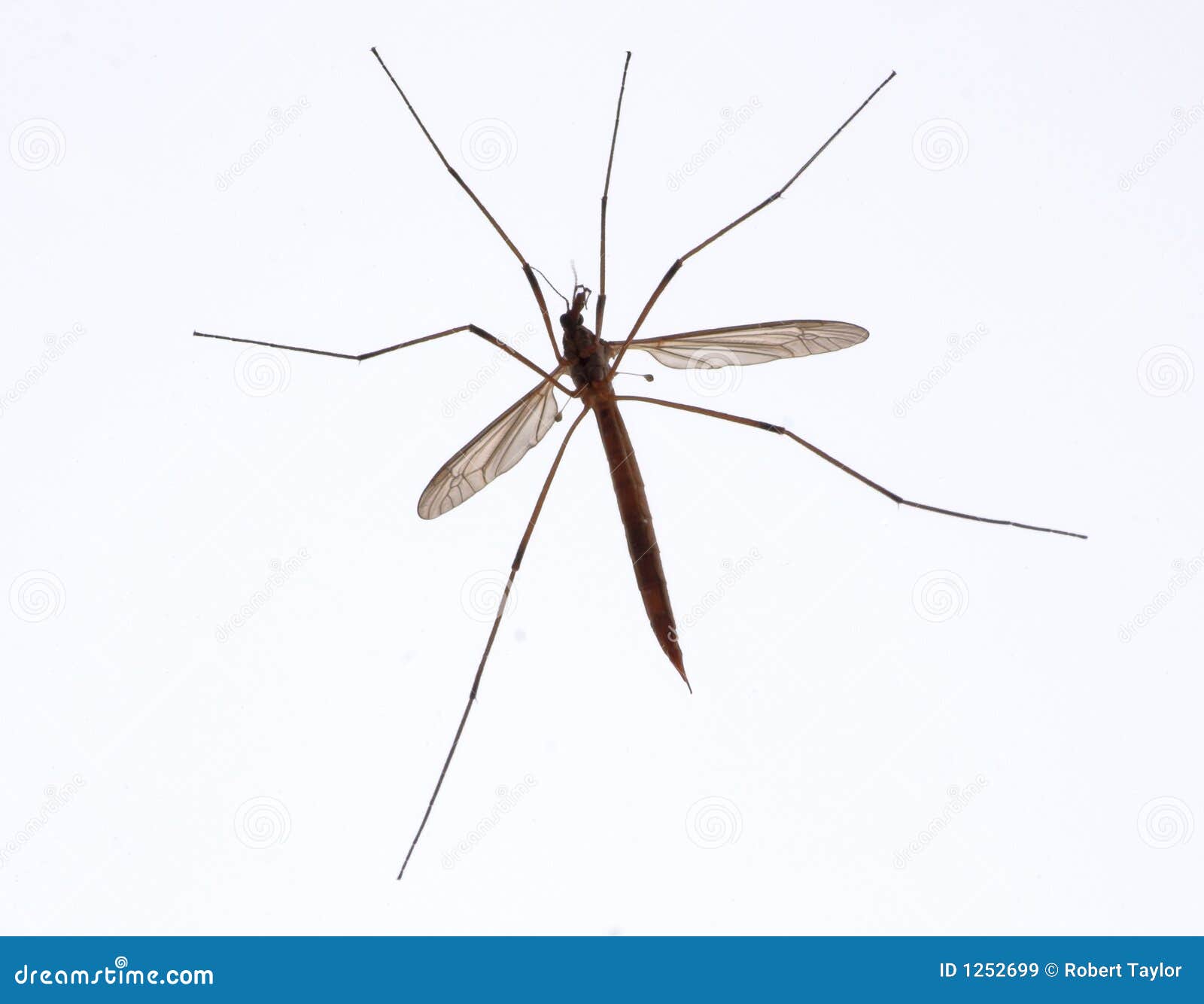 Langpootmug stock afbeelding. Image of borstkas, achtergrond - 1252699