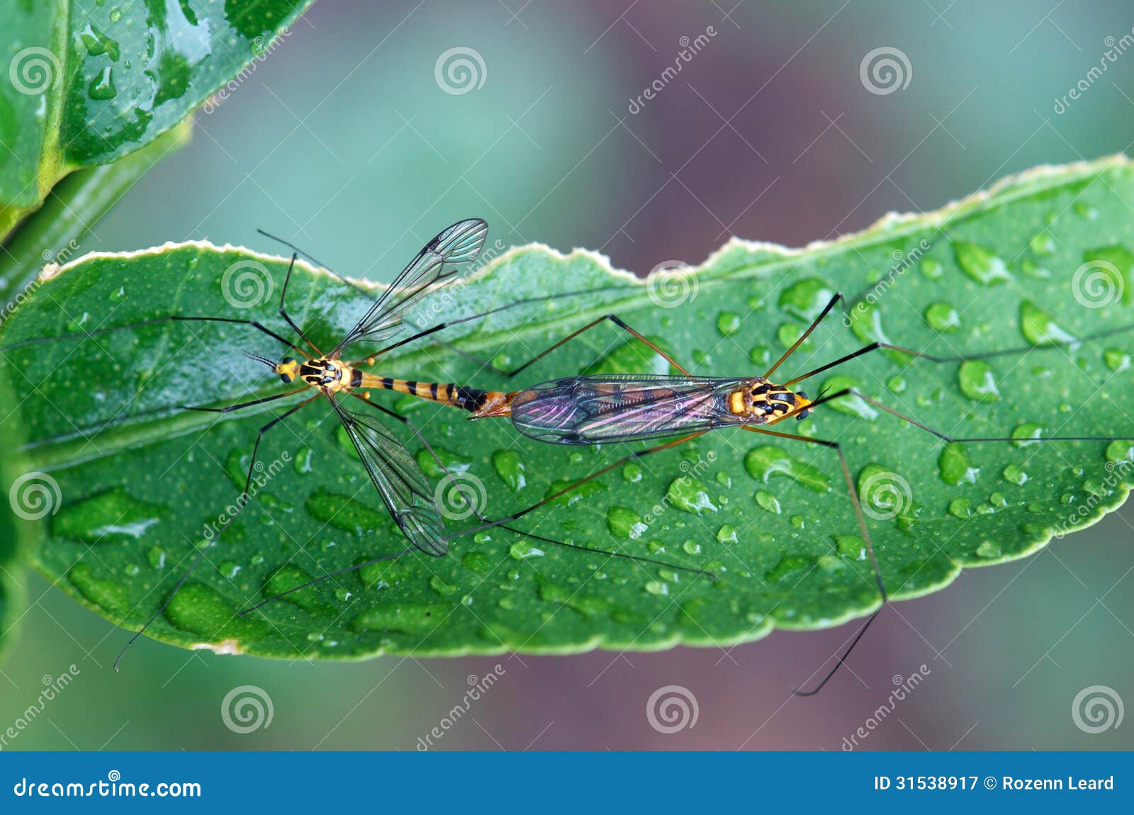 Langpootmuggen Het Koppelen Stock Afbeelding - Image of dieren, nave ...
