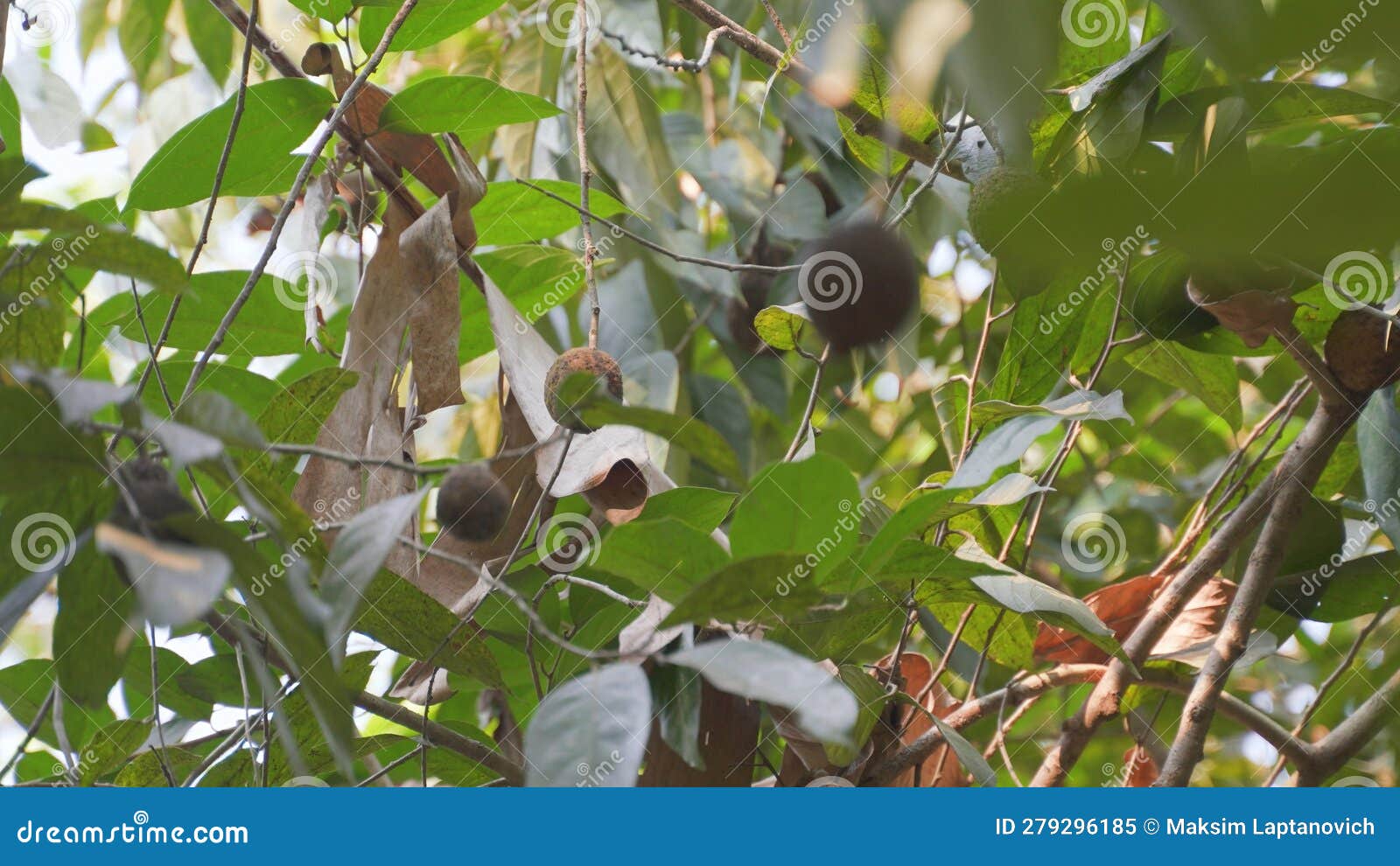 107 Lotka Fruit Stock Photos - Free & Royalty-Free Stock Photos from ...