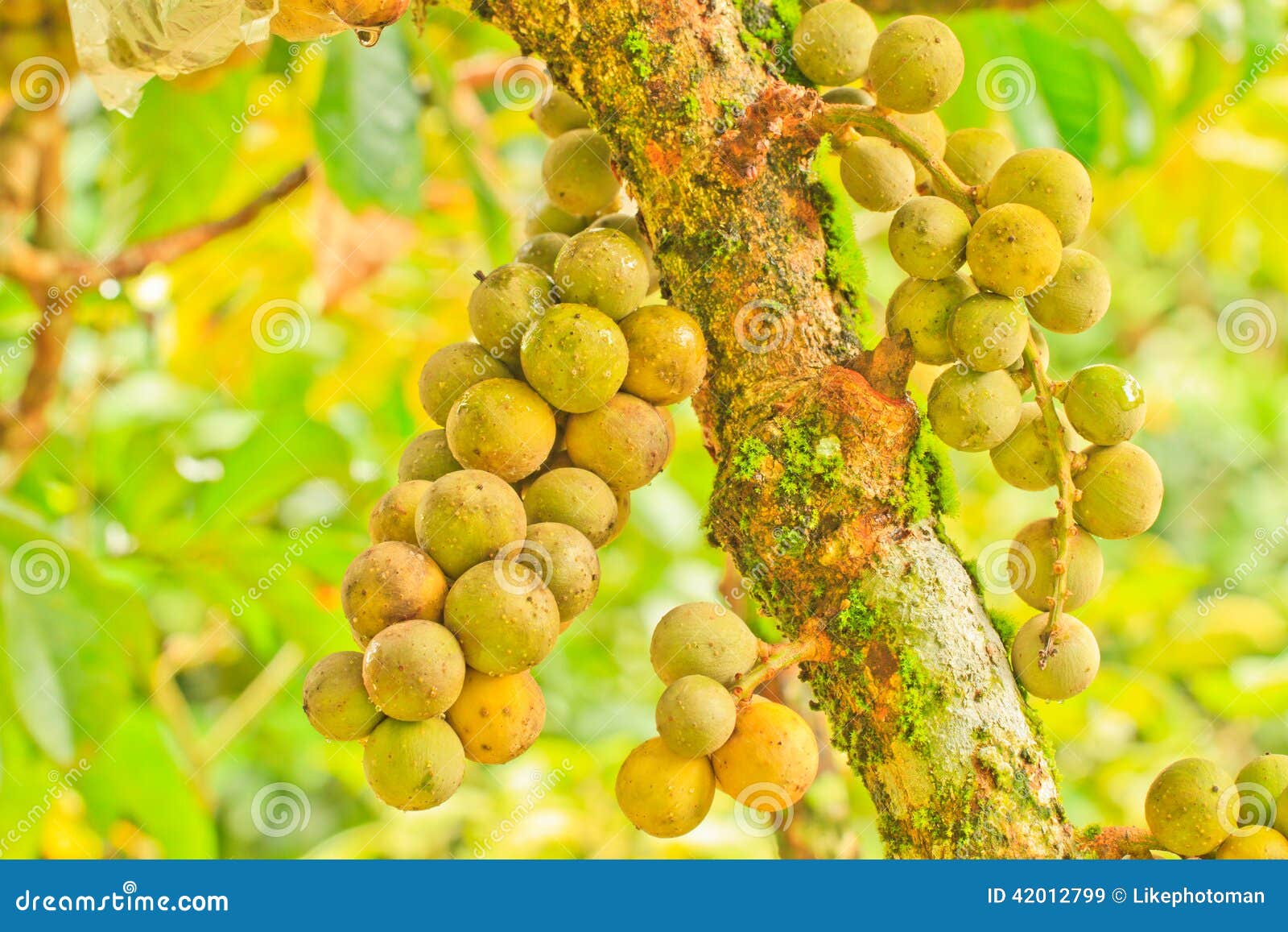 Langsat stock image. Image of healthy, diet, tasty, tropical - 42012799