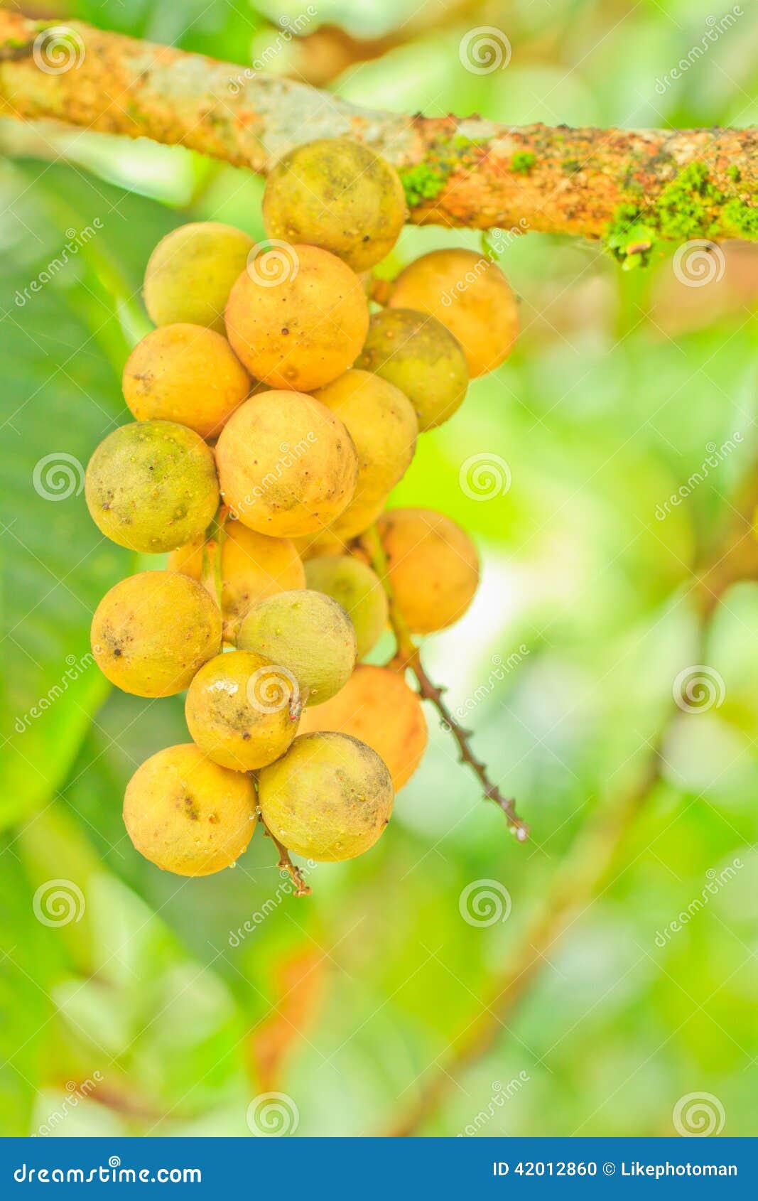 Langsat stock photo. Image of natural, food, agriculture - 42012860