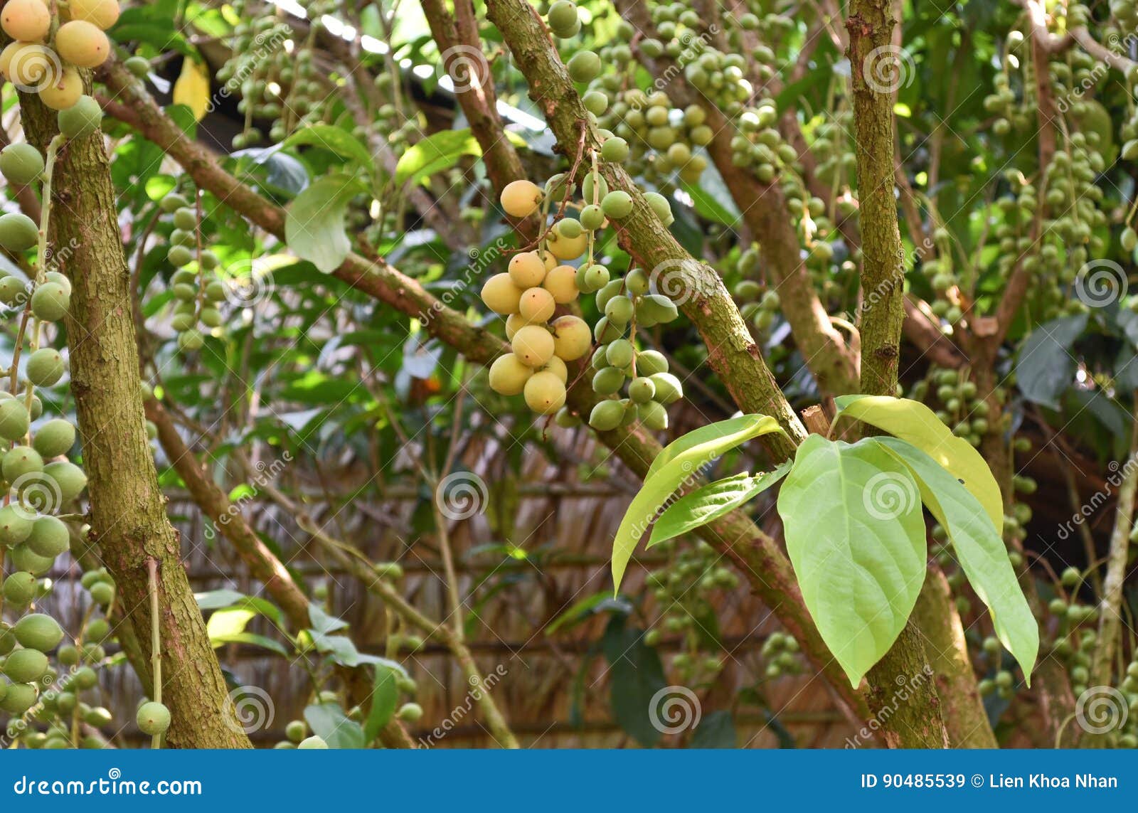 Langsat fruit garden stock image. Image of langsat, tropicalfruit ...