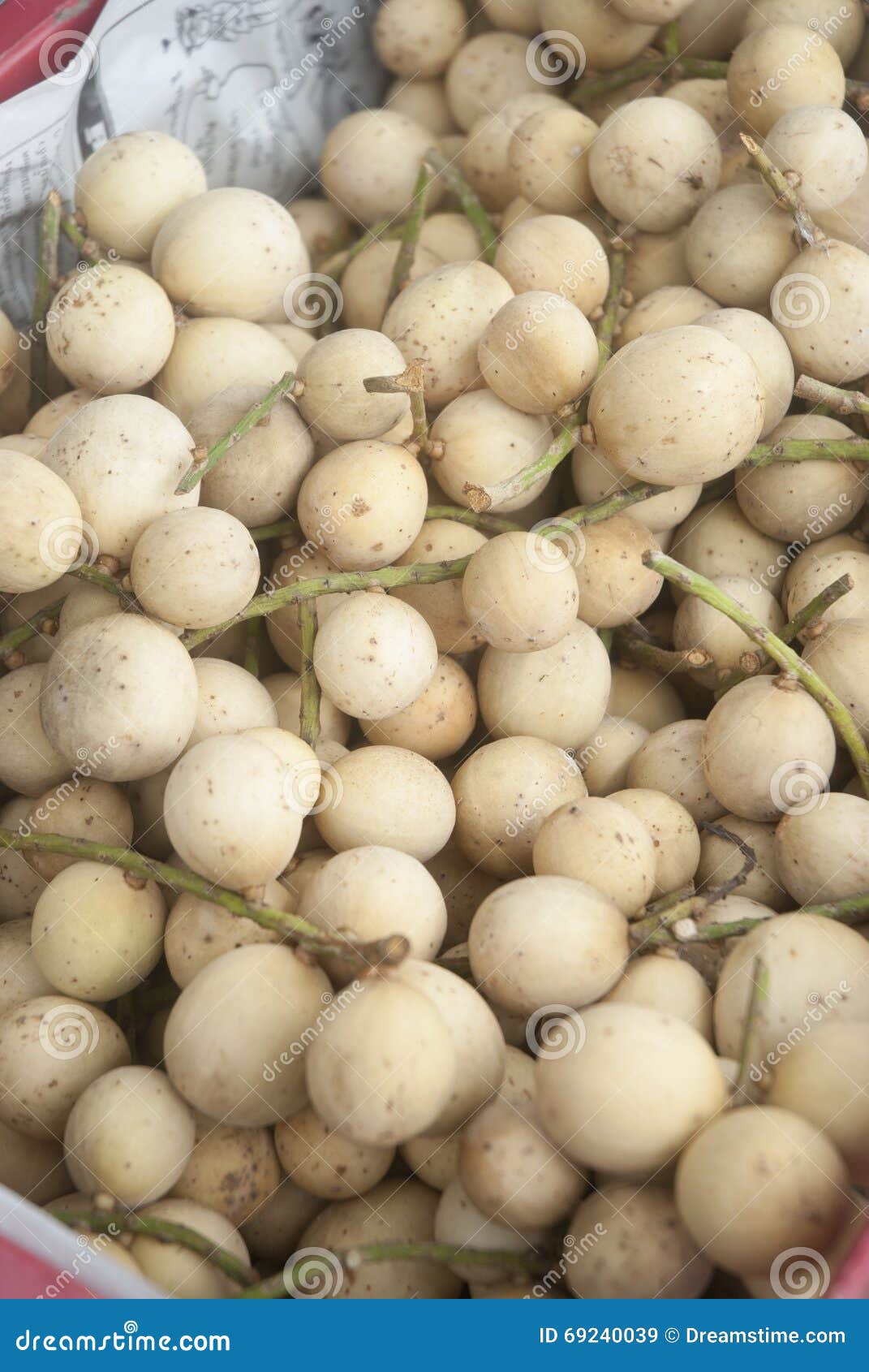 Langsat fruit stock image. Image of fresh, longkong, healthy - 69240039