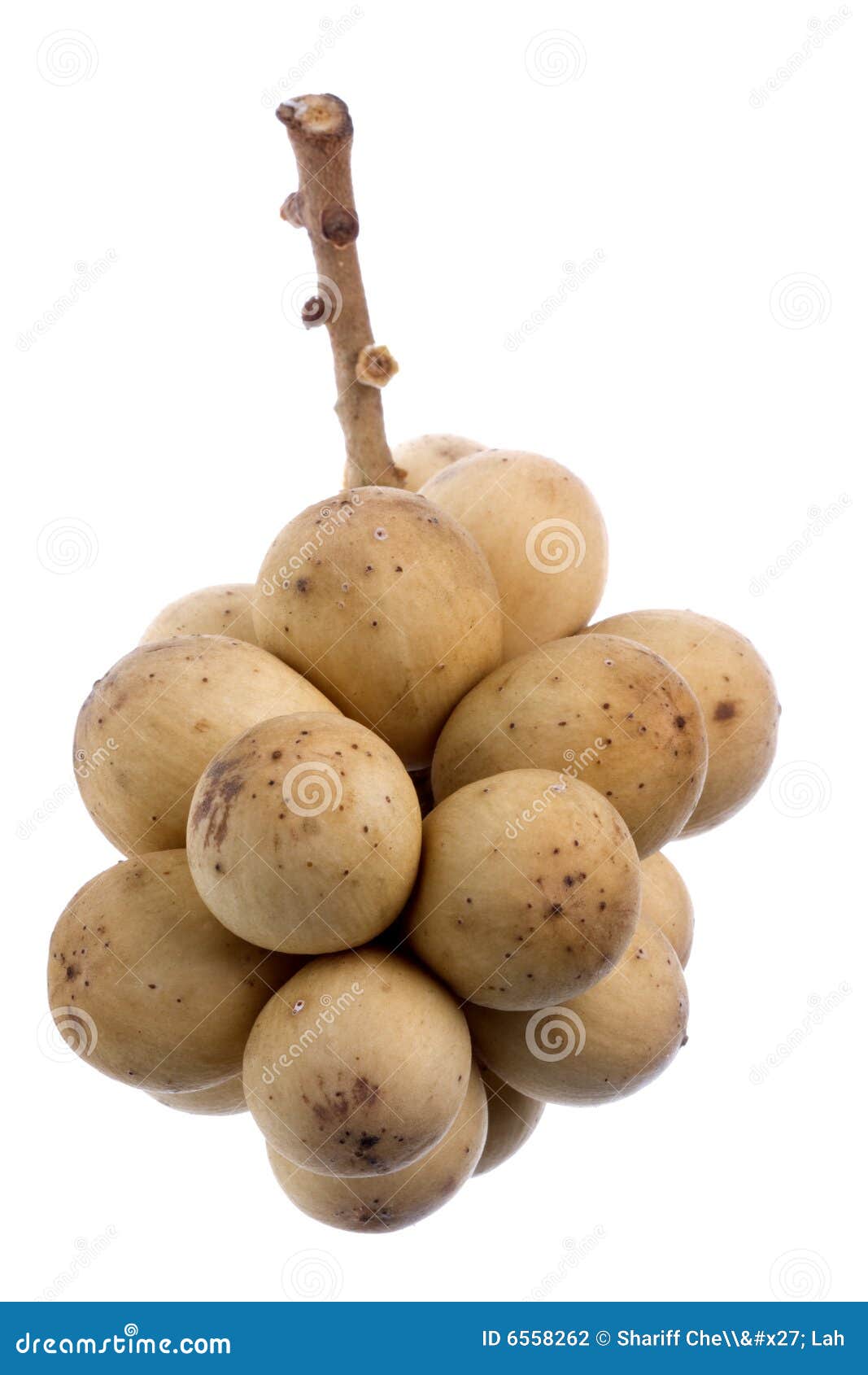 Langsat Fruit Isolated stock photo. Image of juicy, delicious - 6558262