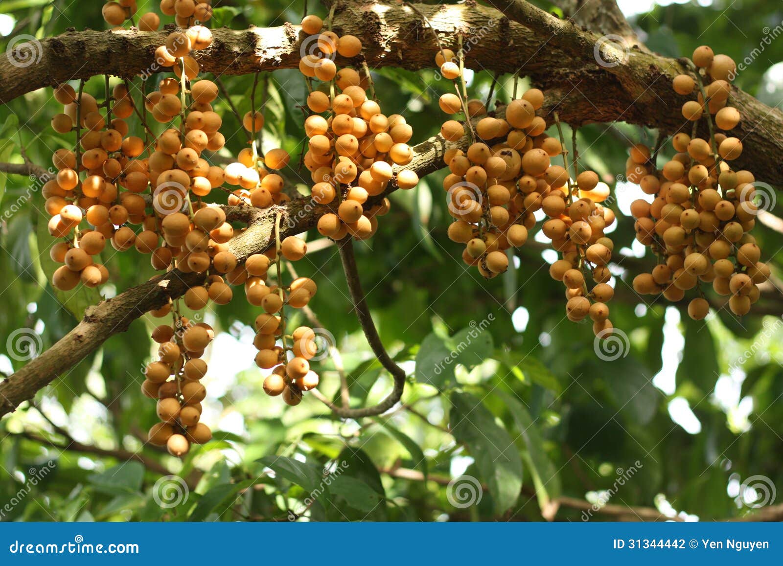 The Langsat Fruit Stock Photography - Image: 31344442