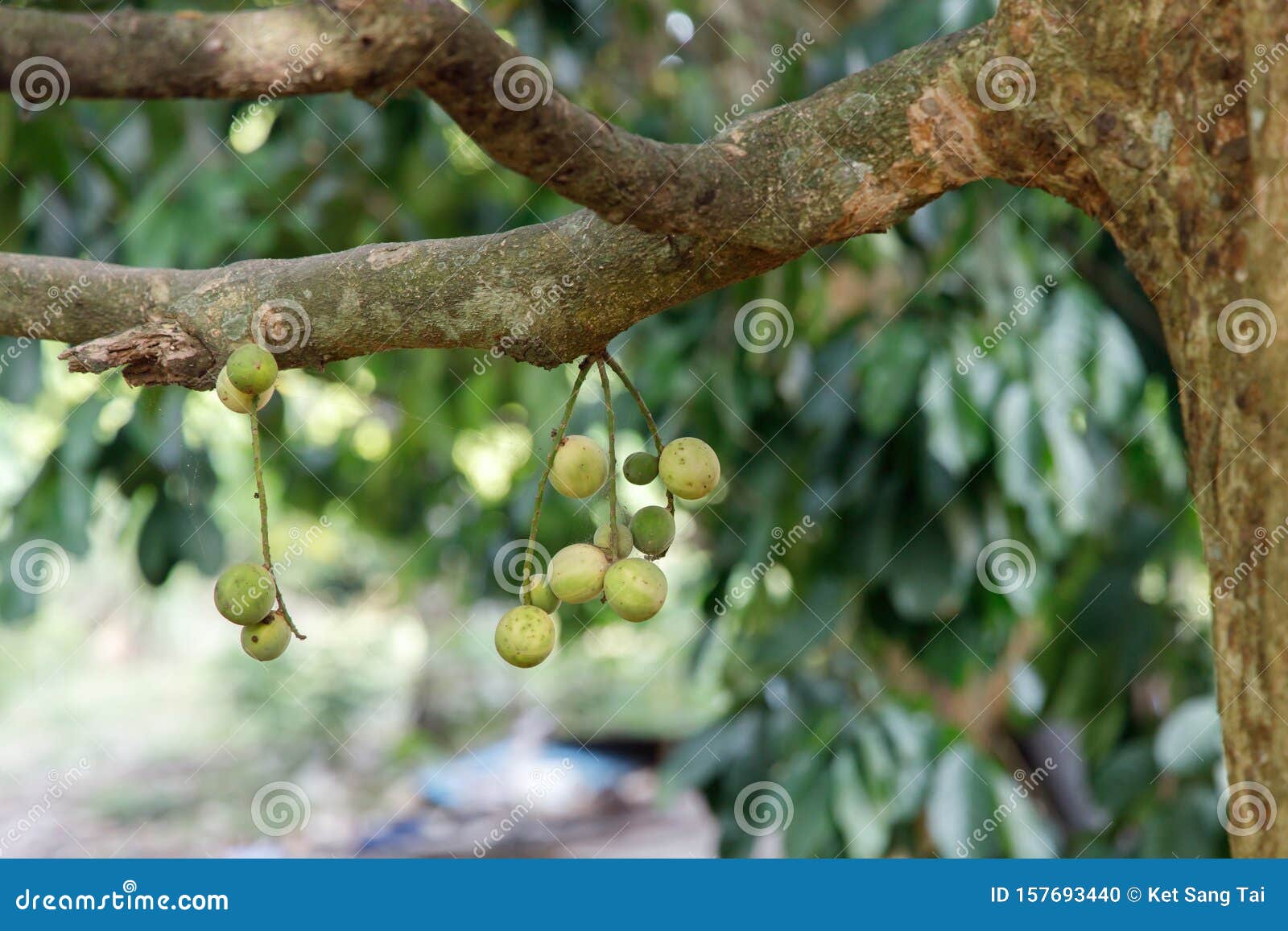 Langsat Fruits Hanging from Tree Branches in Orchard Stock Photo ...