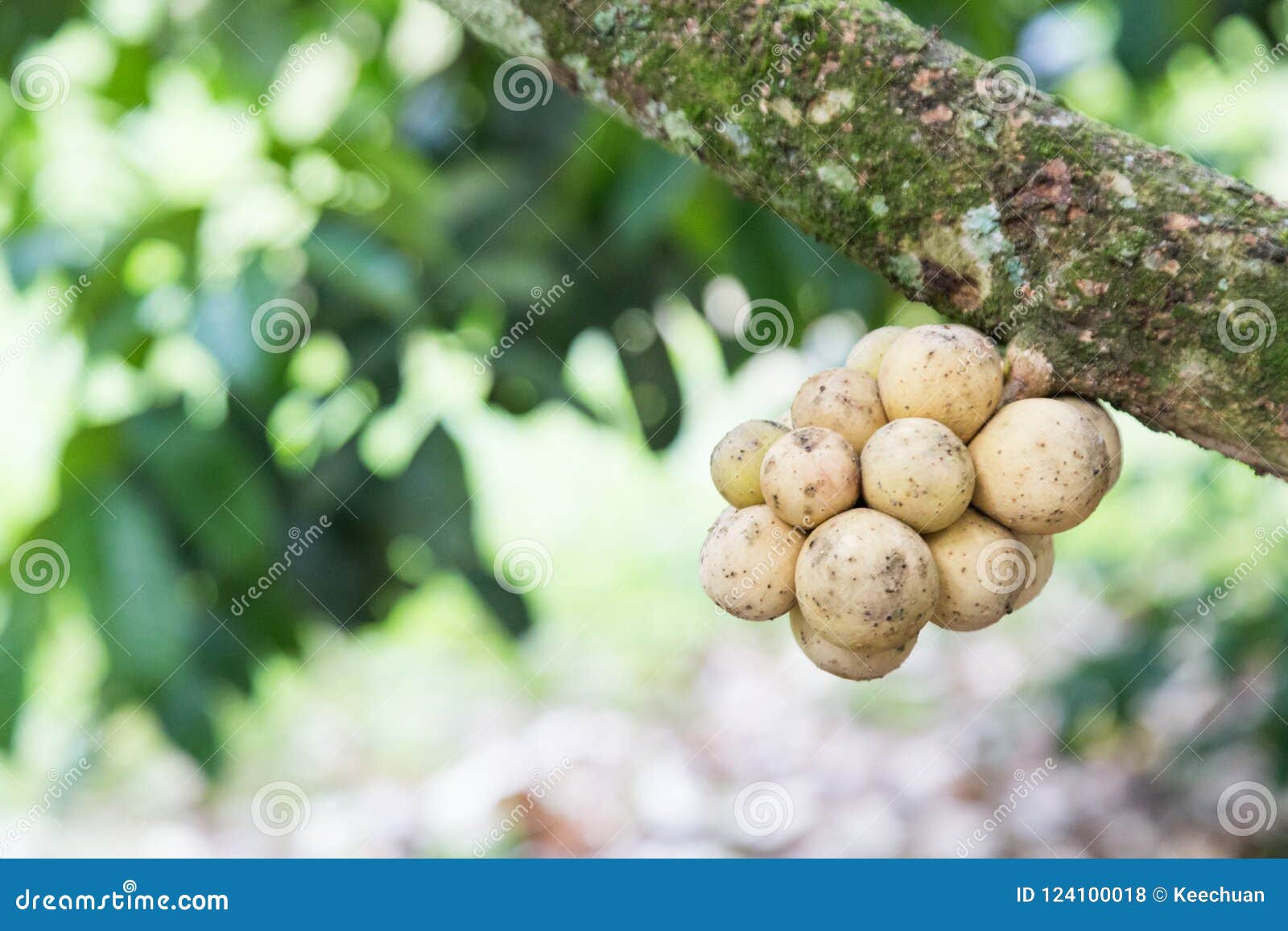Langsat or Lanzones Fruit on Stem of Tree at Orchard Stock Photo ...