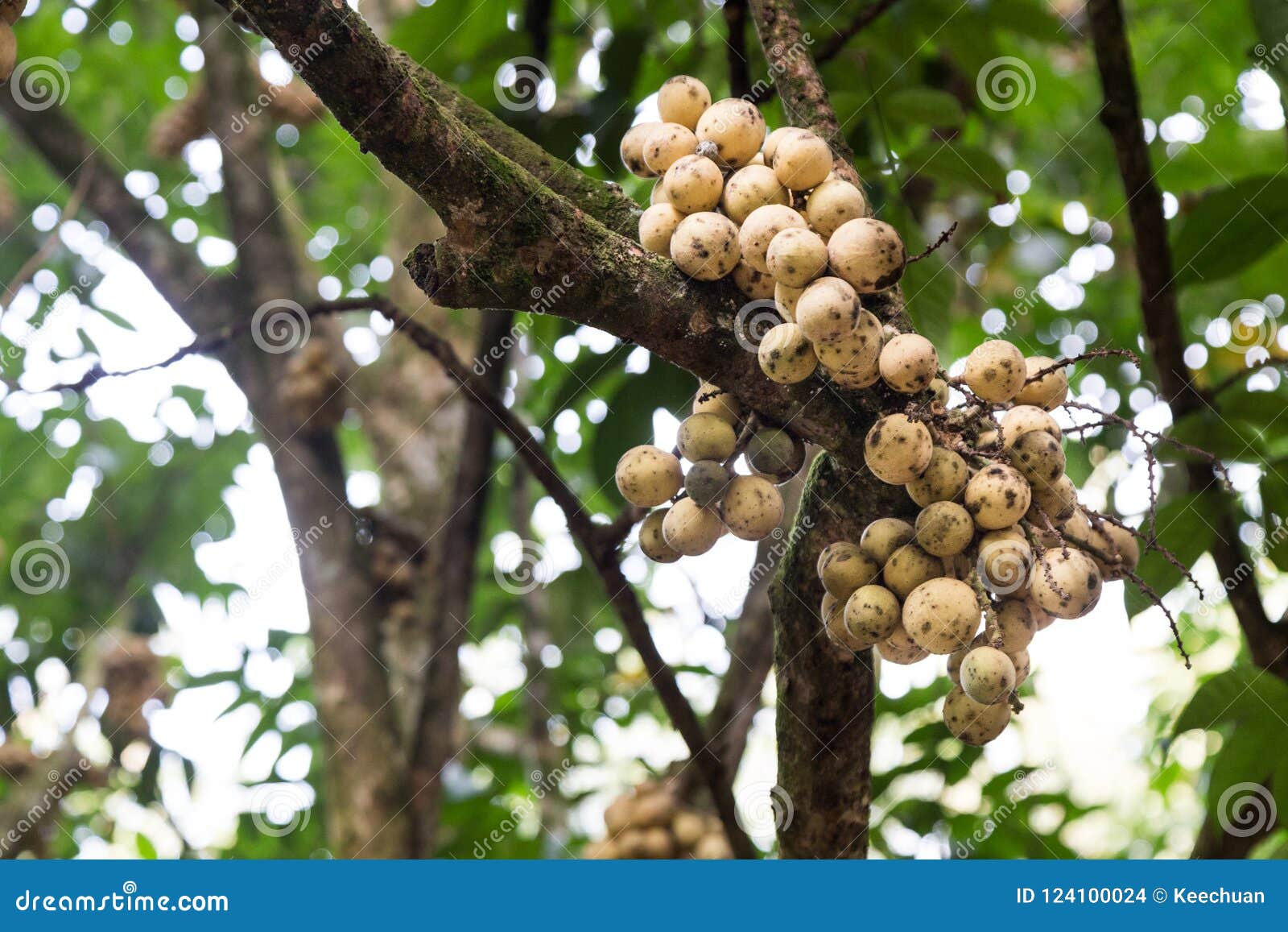 Langsat or Lanzones Fruit on Stem of Tree at Orchard Stock Photo ...