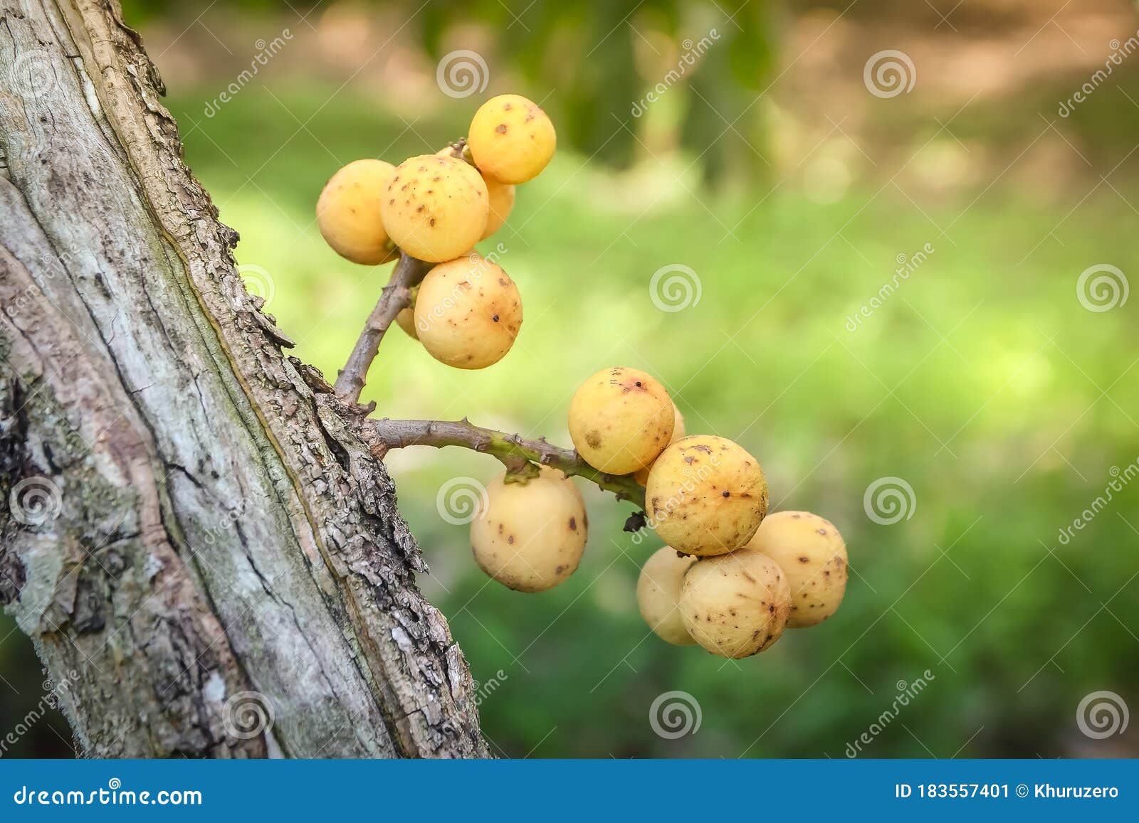 Langsat or Longkong Fruit on Tree Stock Image - Image of tropical ...
