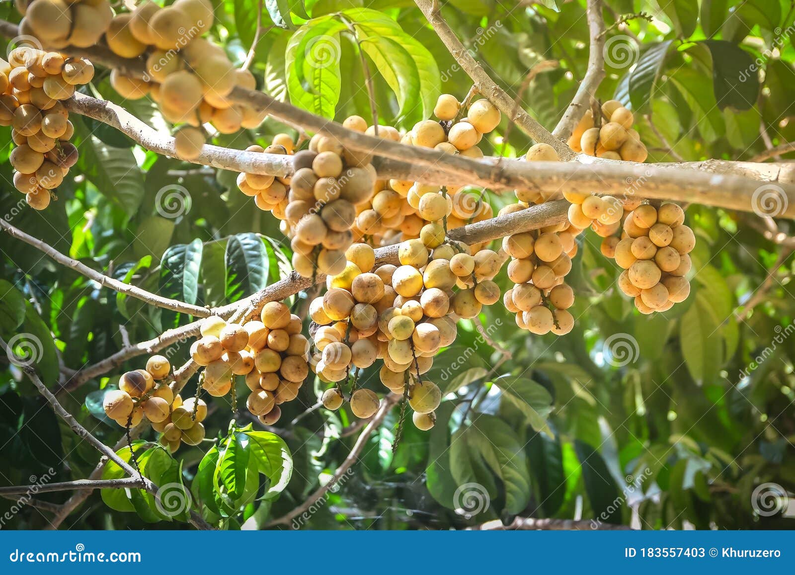 Longkong Fruit Or Duku Fruit Isolate On White Background. Southern ...