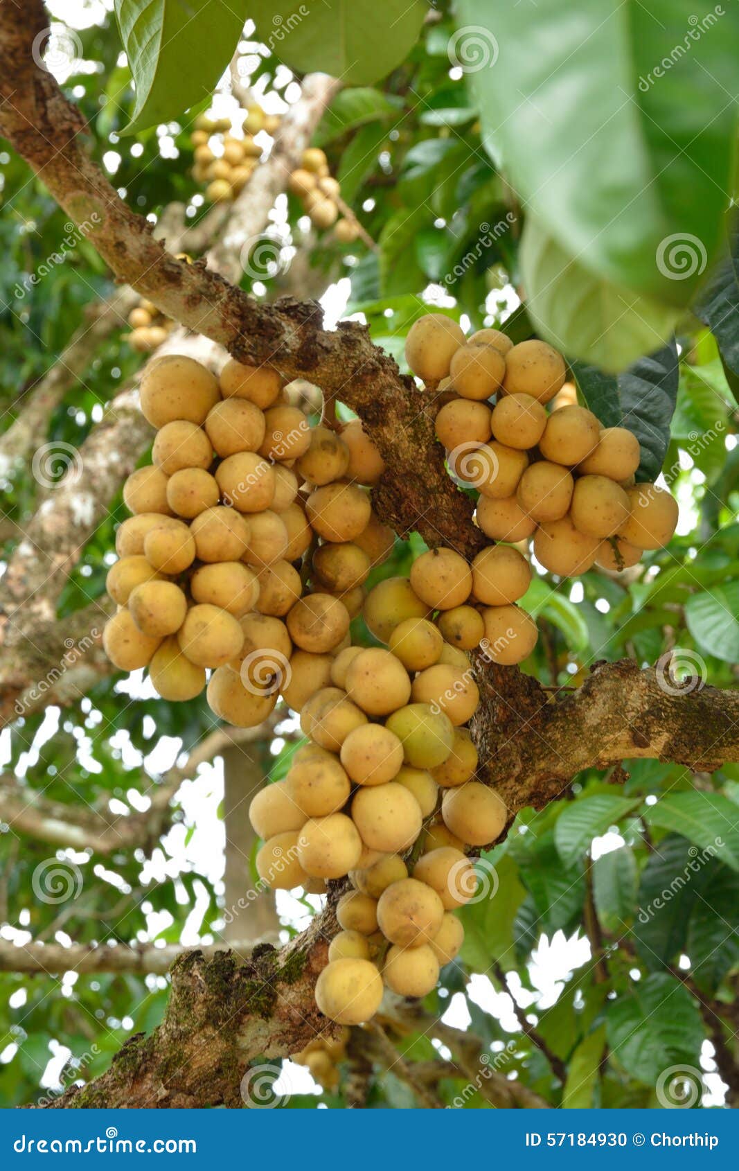 Langsat stock photo. Image of food, nature, yellow, harvest - 57184930