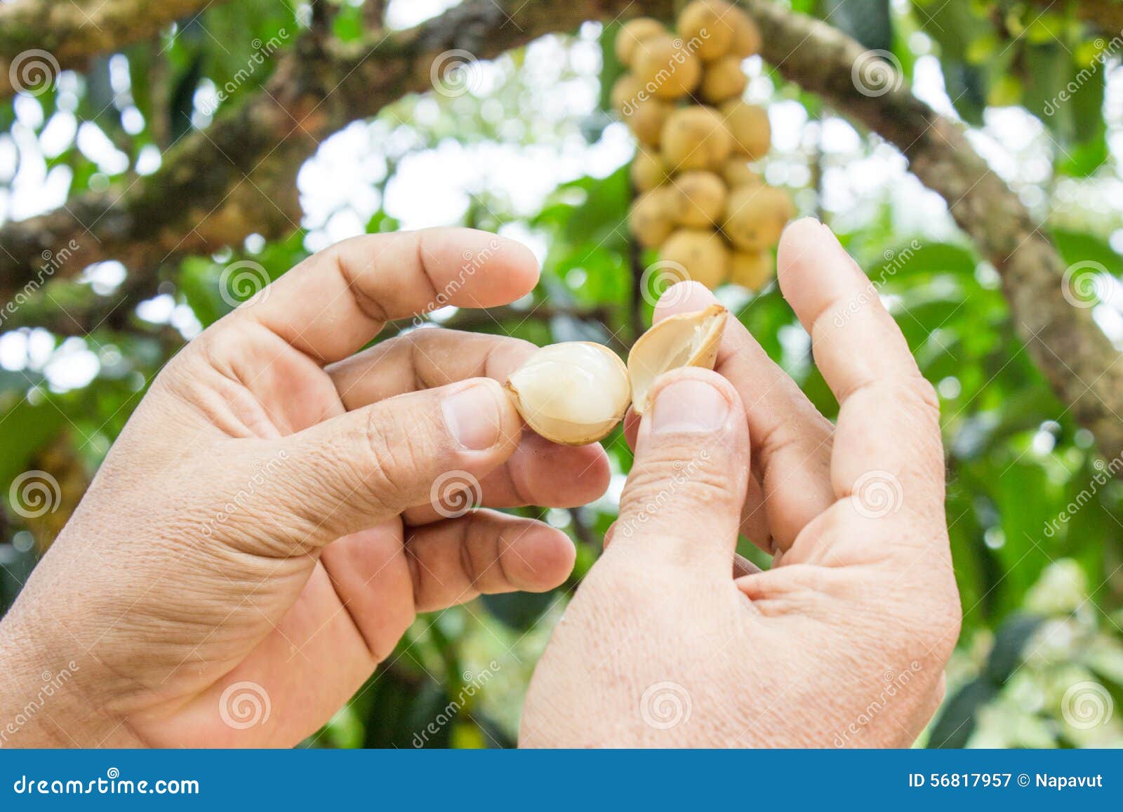 Langsat tree stock image. Image of close, diet, lansa - 56817957