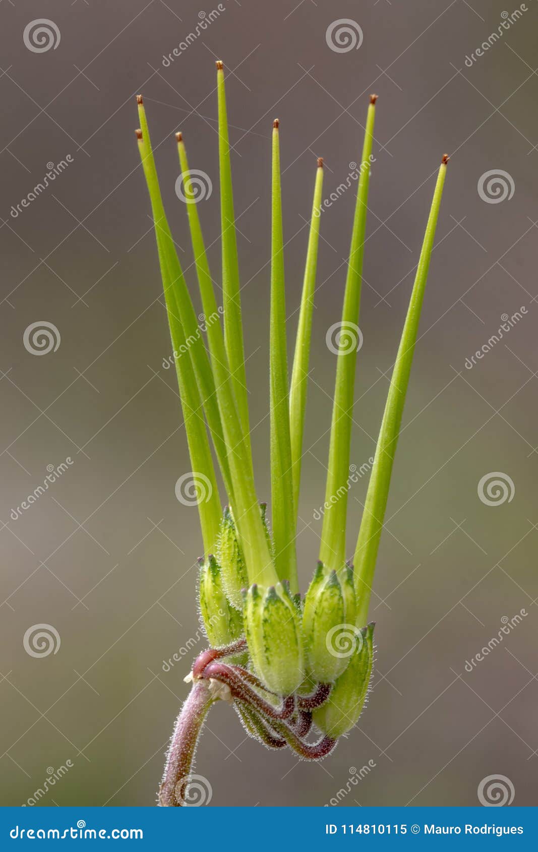 Langschnabeliges Storksbill (Erodium Botrys) Stockbild - Bild von ...