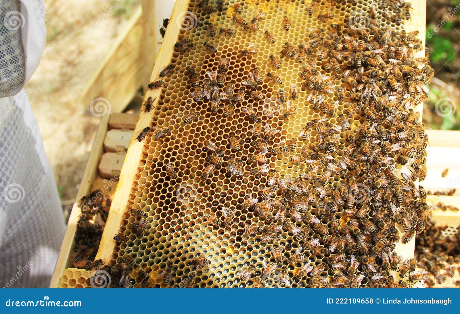 Langstroth Hive Frame with Larva, Pollen and Nectar. Stock Photo ...