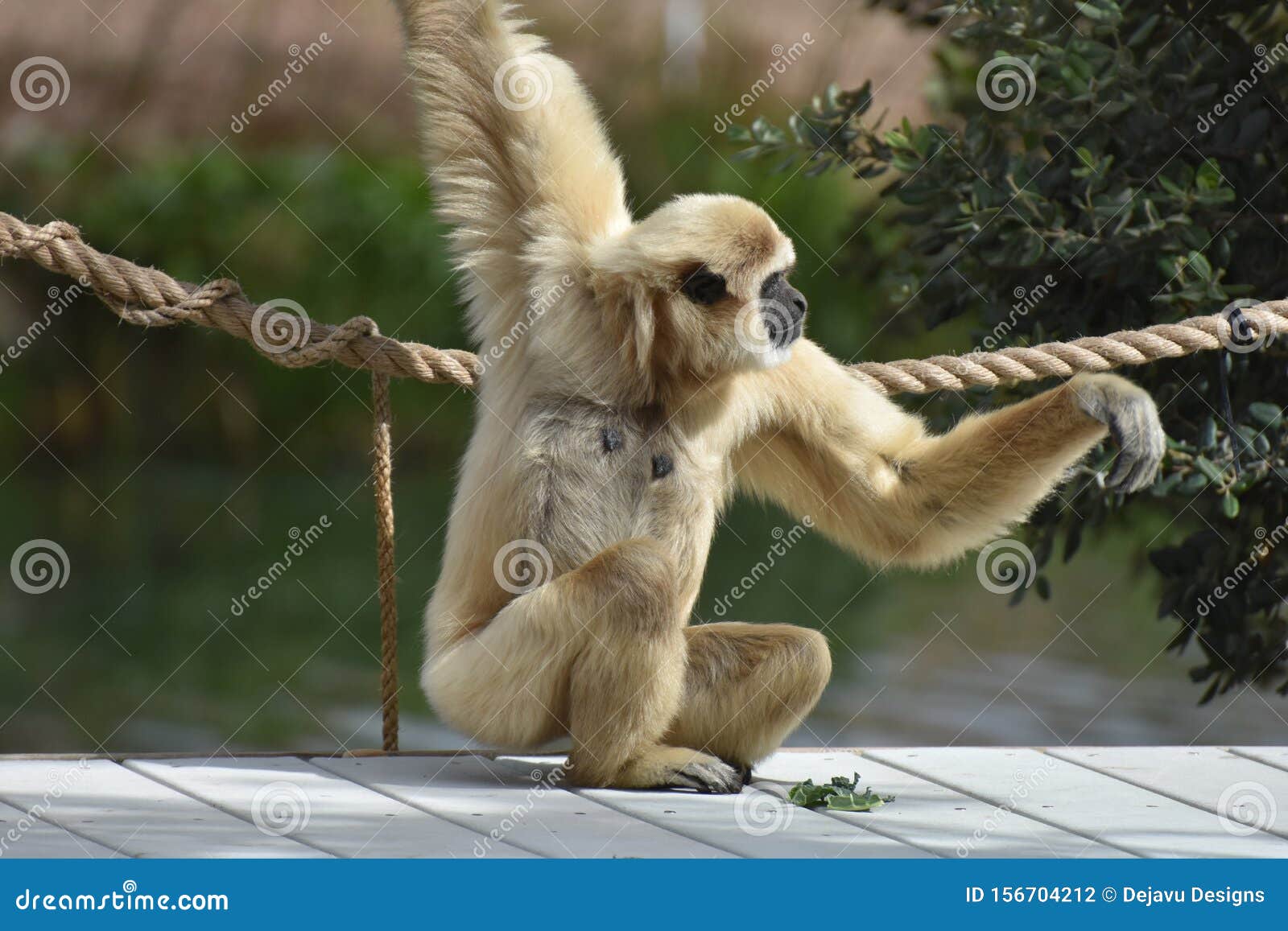 Languar Monkey with Arms Raised Above Head Stock Photo - Image of ...