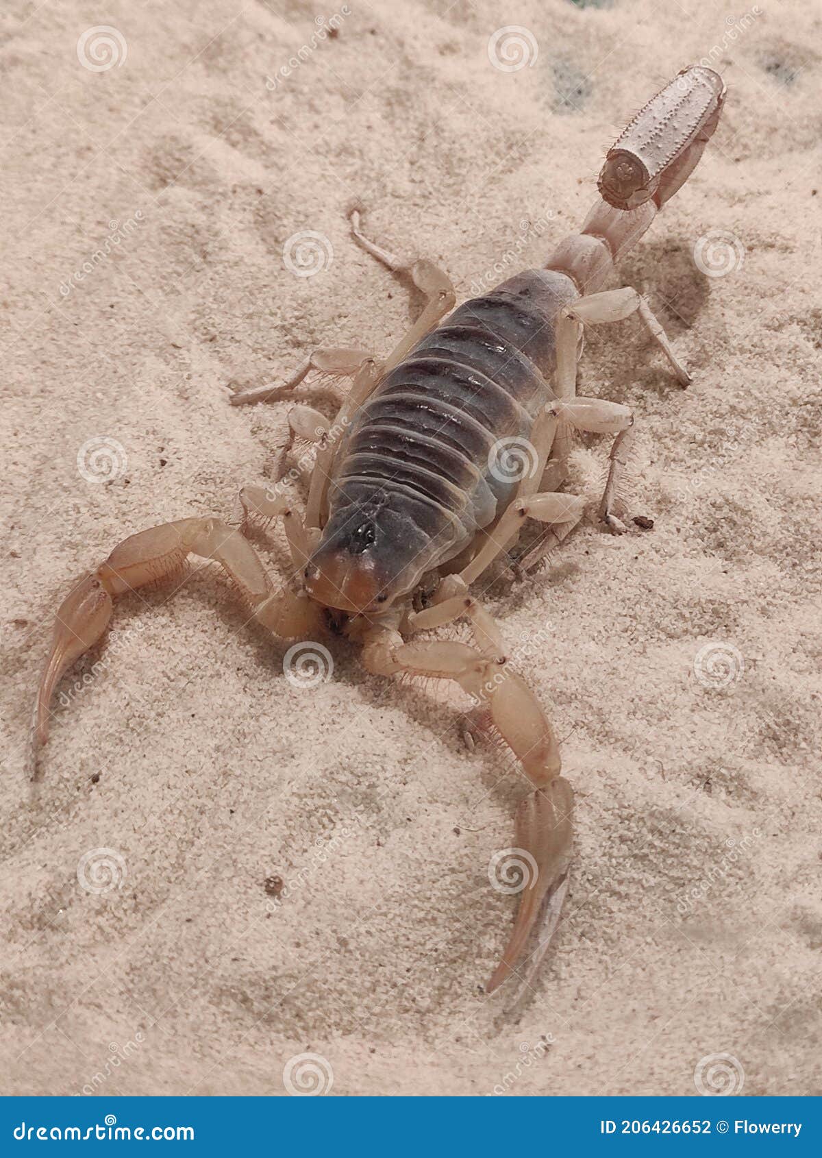 Languedoc Scorpion, Buthus Occitanus on Sand. Dangerous and Poisonous ...