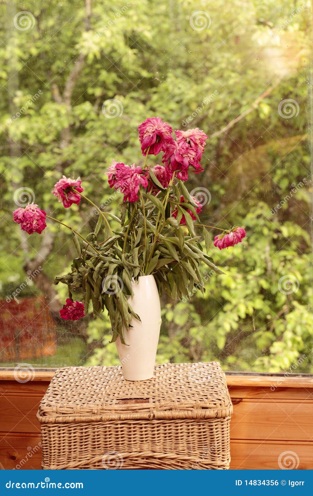 Languid stock photo. Image of flowers, nature, garden - 14834356