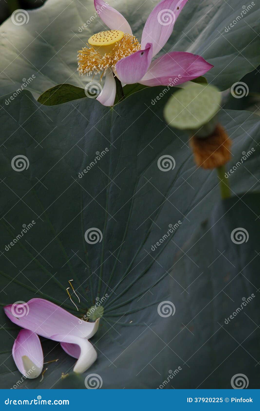 Languish Lotus and Drying Petal Stock Image - Image of pistil, texture ...