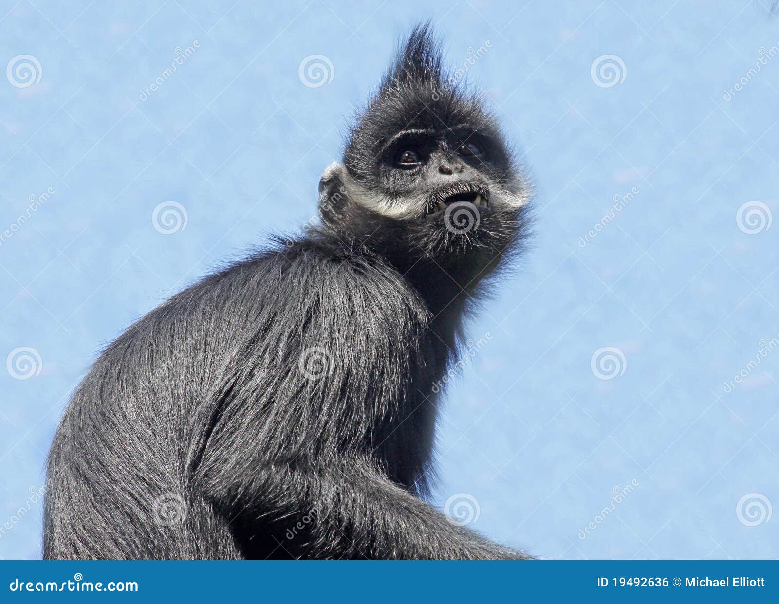 Langur stock photo. Image of stare, wildlife, monkeys - 19492636