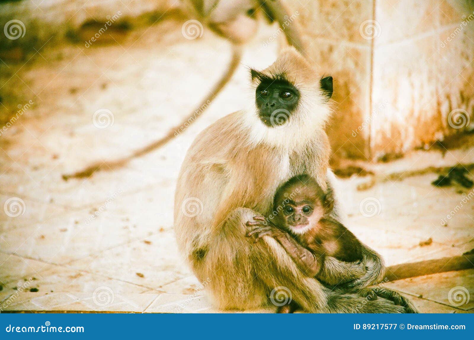 Langur with baby stock image. Image of travel, interesting - 89217577
