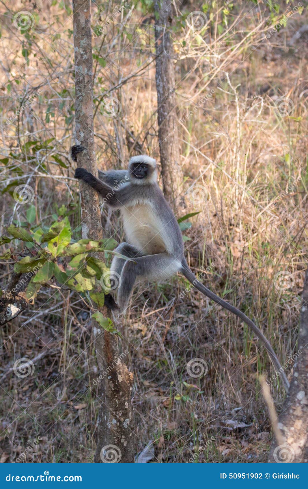 Langur Climbing on a Tree Trunk. Stock Photo - Image of canon, primate ...