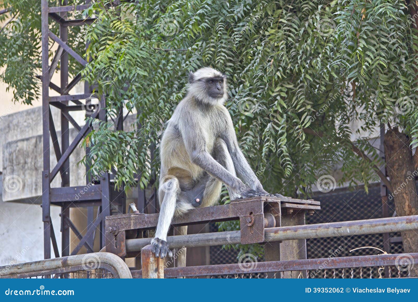 Langur stock photo. Image of primate, ahmedabad, nature - 39352062
