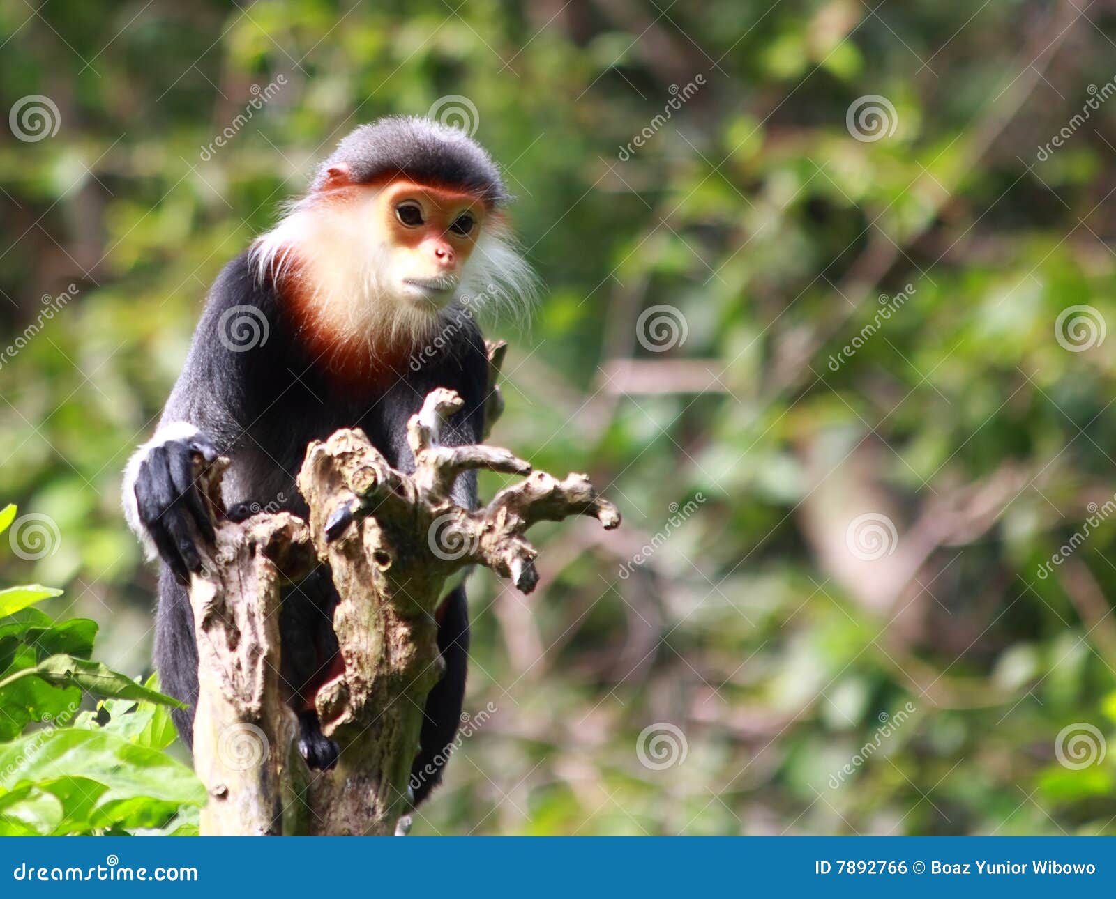Langur de Douc photo stock. Image du faune, image, photo - 7892766