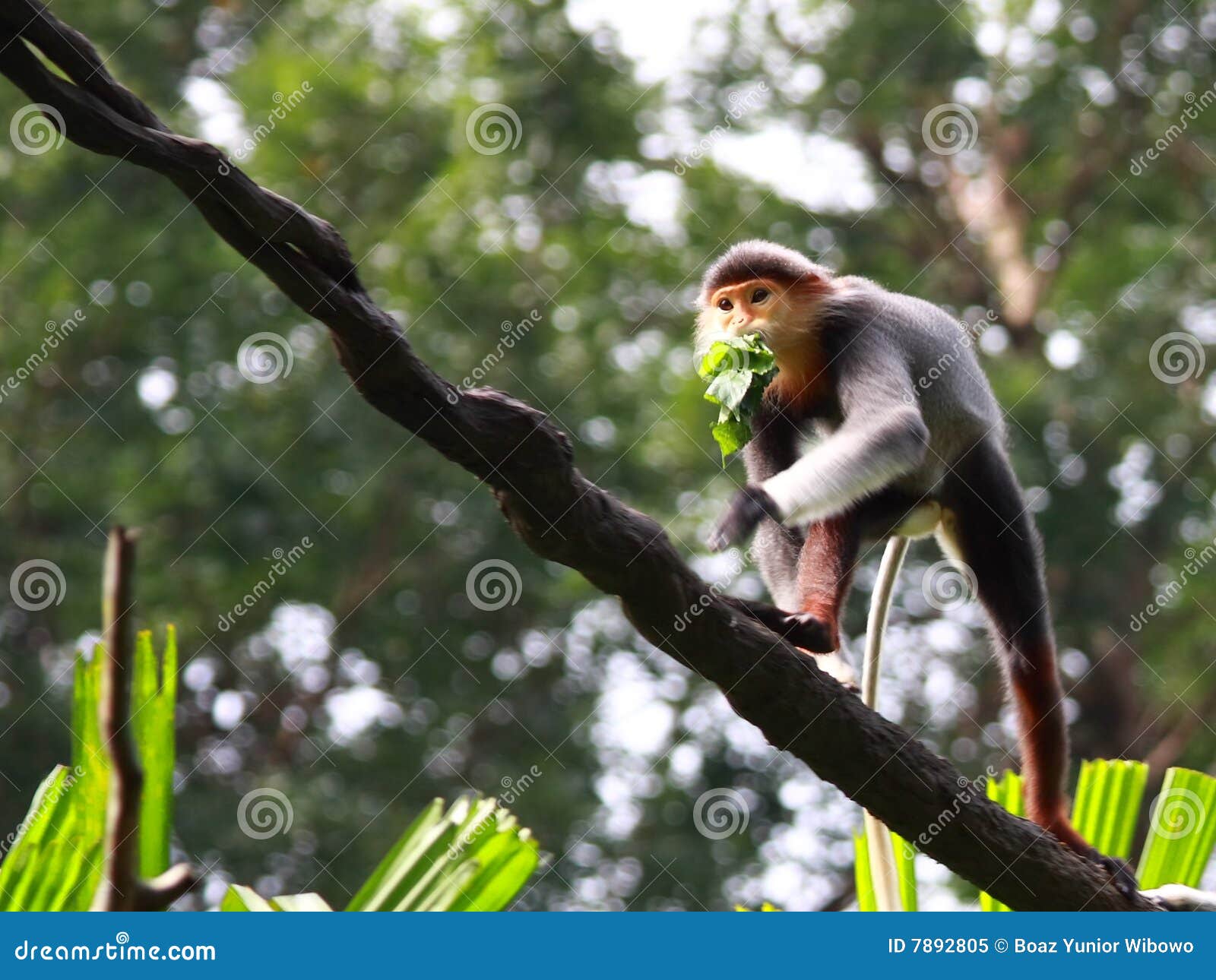 Langur de Douc imagen de archivo. Imagen de corriendo - 7892805
