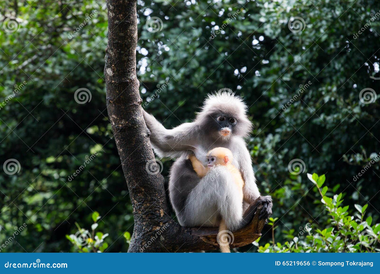 Langur or Dusky Leaf Monkey is Residents in Thailand (Trachypithecus ...