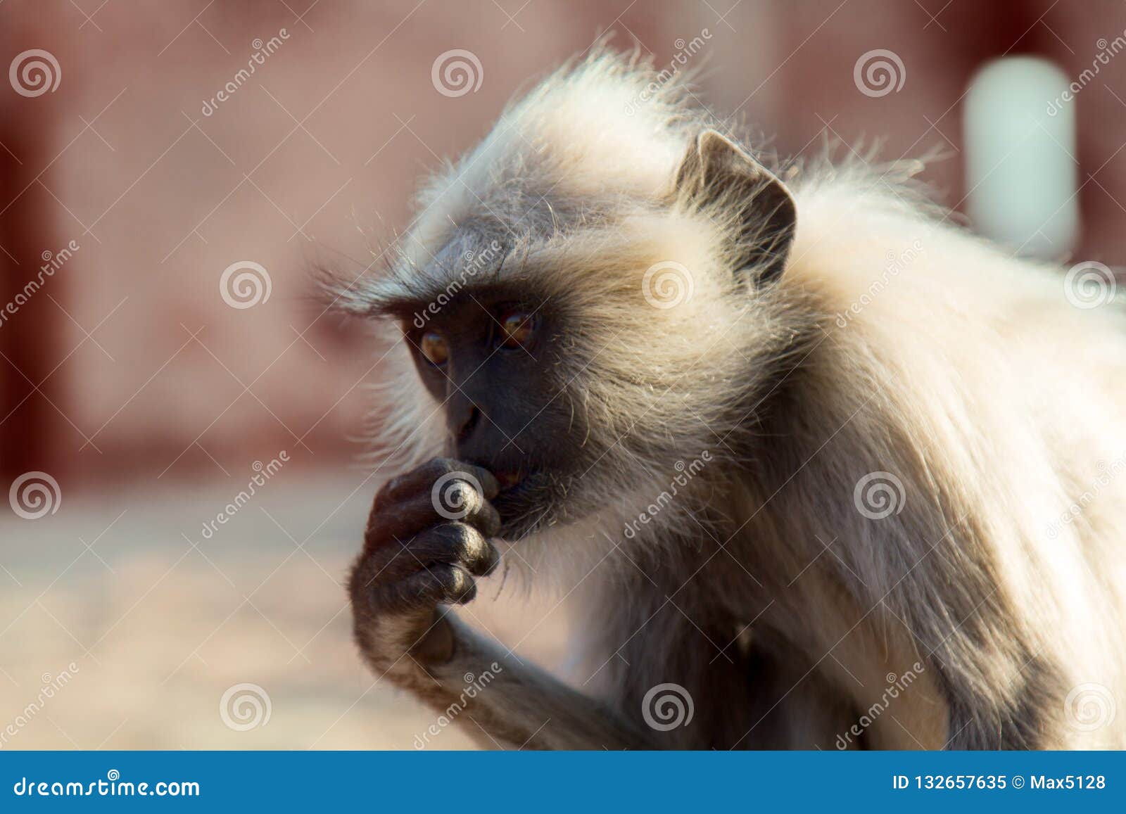Langur Eats Ants Crawling on the Ground Stock Image - Image of entellus ...