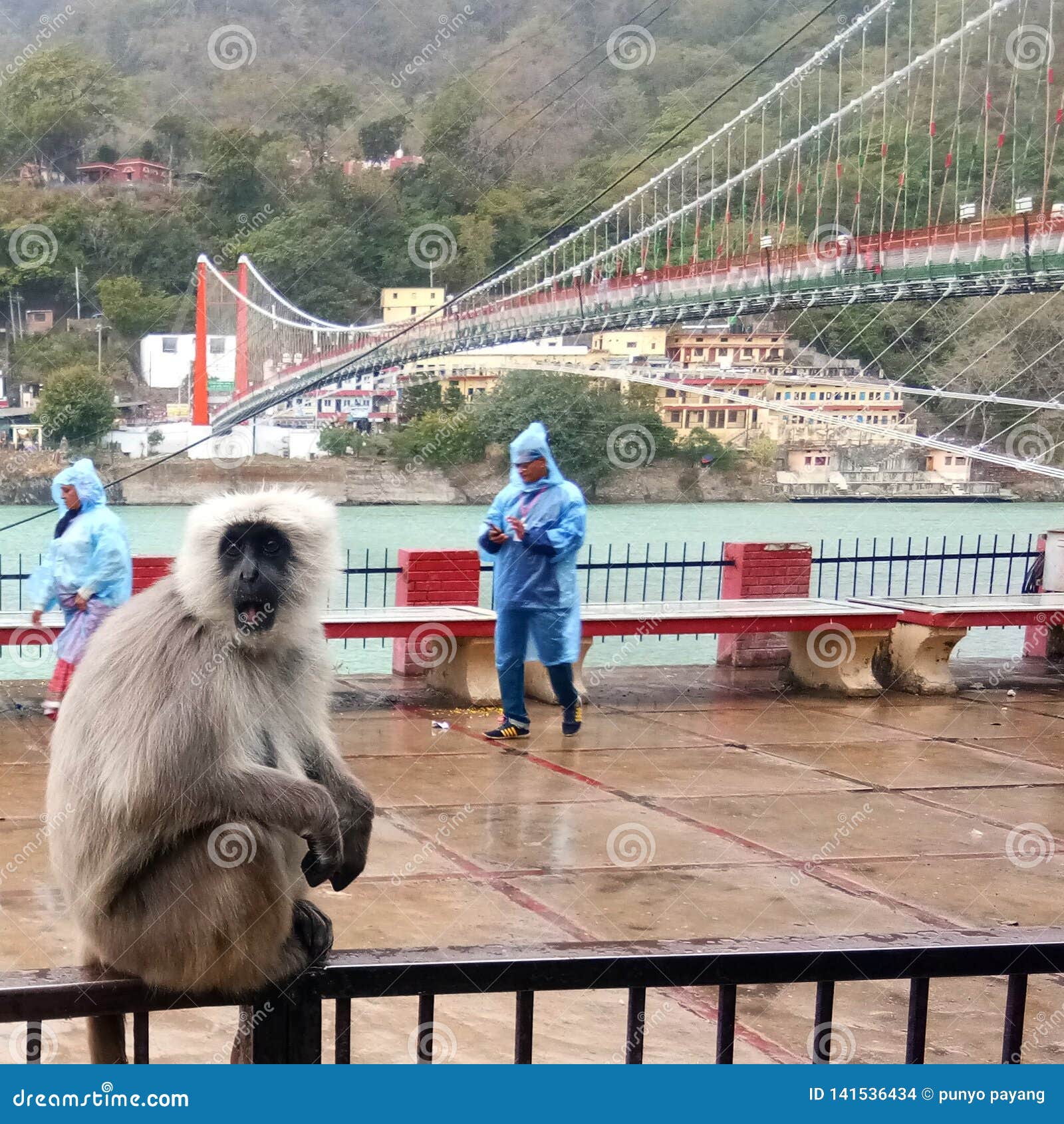 Langur. a Famous Monkey in India Asia Editorial Stock Image - Image of ...