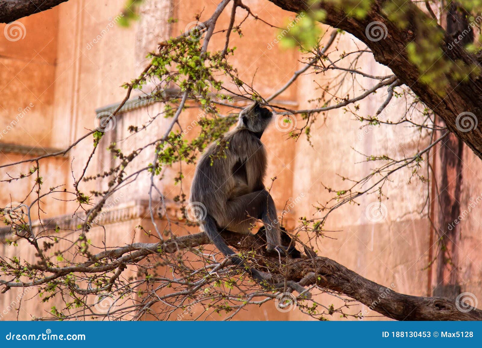 Langur feeds on the tree stock image. Image of fast - 188130453