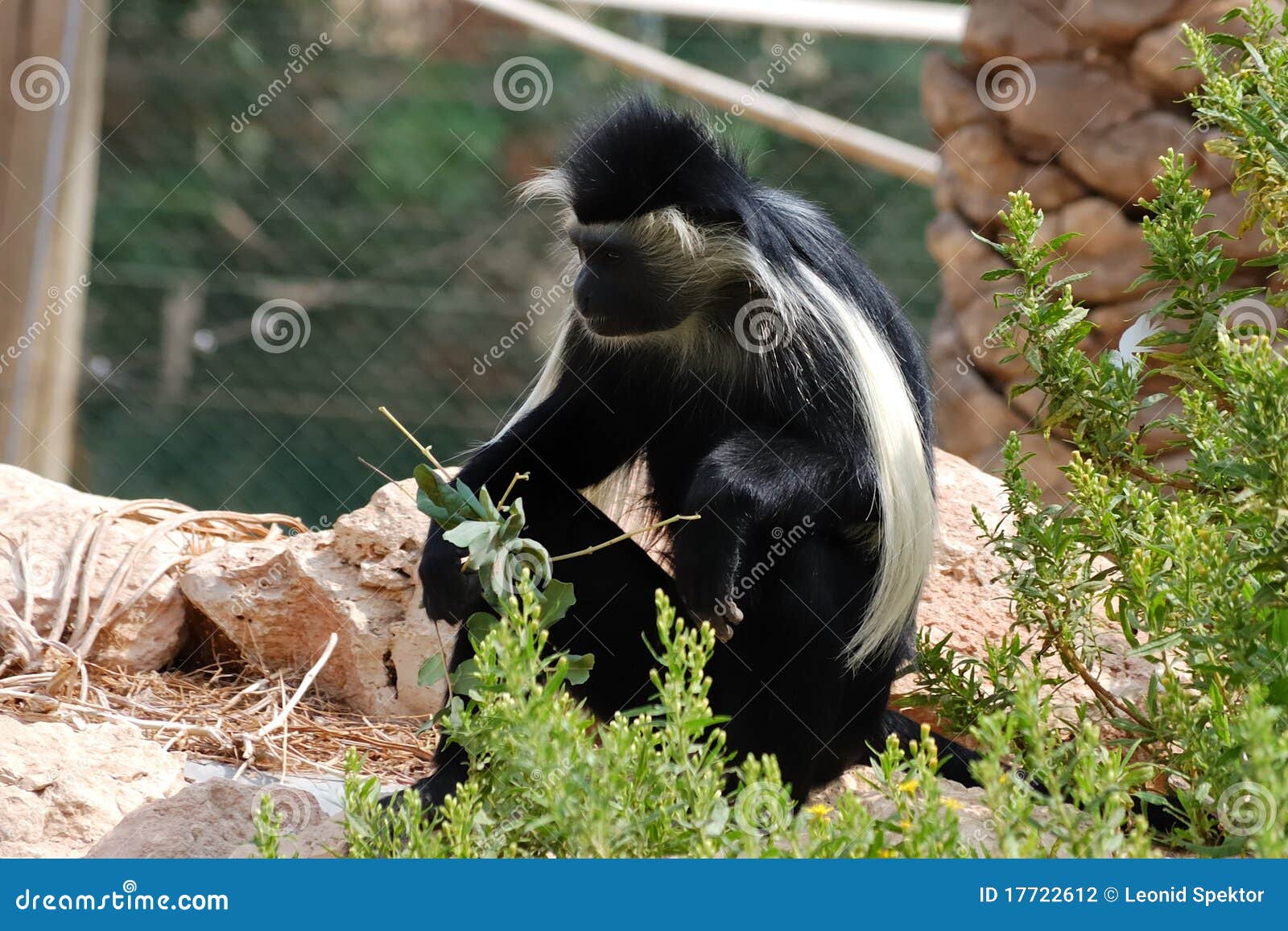 Langur monkey. stock photo. Image of primate, stone, wildlife - 17722612