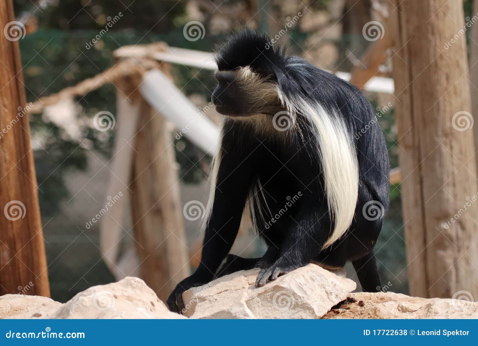 Langur monkey. stock photo. Image of head, black, bizarre - 17722638