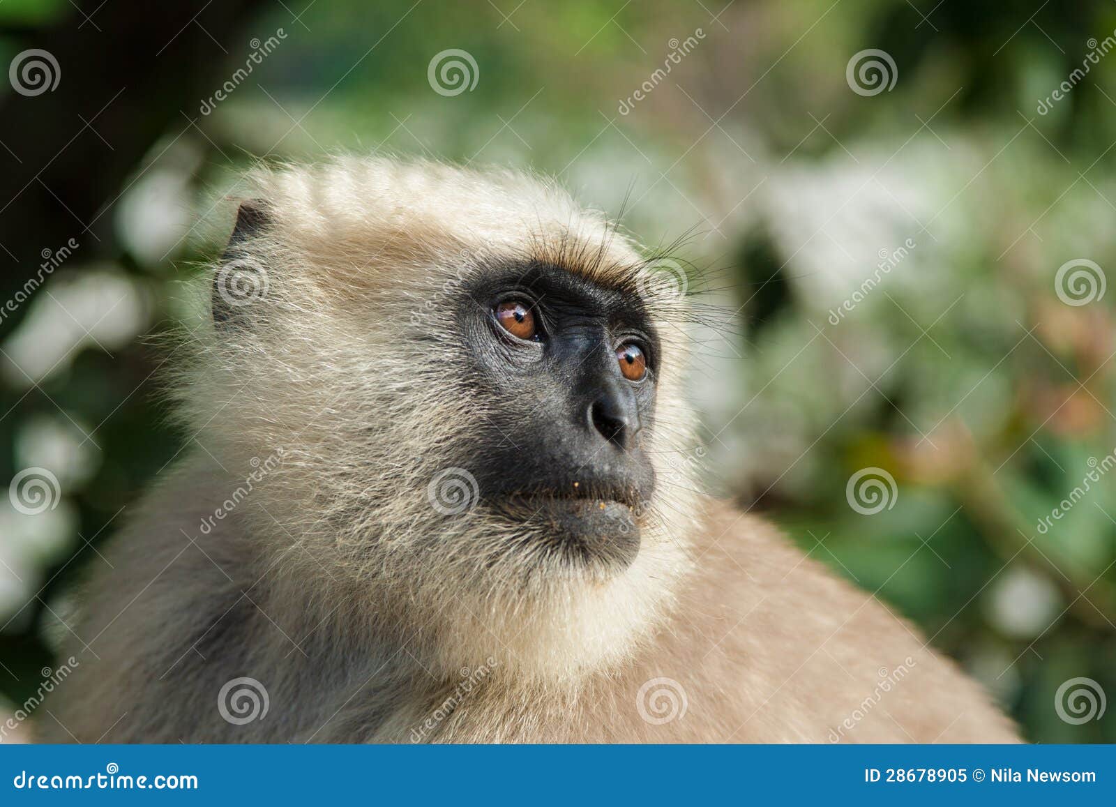 Langur Monkey stock image. Image of close, cute, animal - 28678905