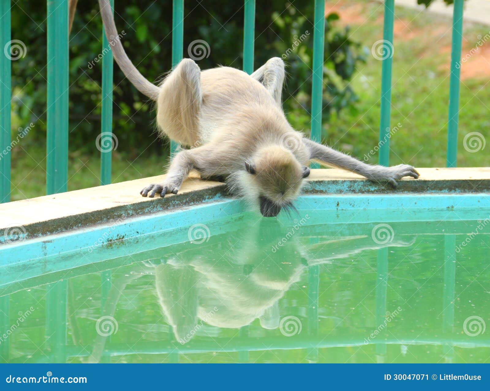 Langur Drinking Water from Fountain, Sri Lanka Stock Image - Image of ...