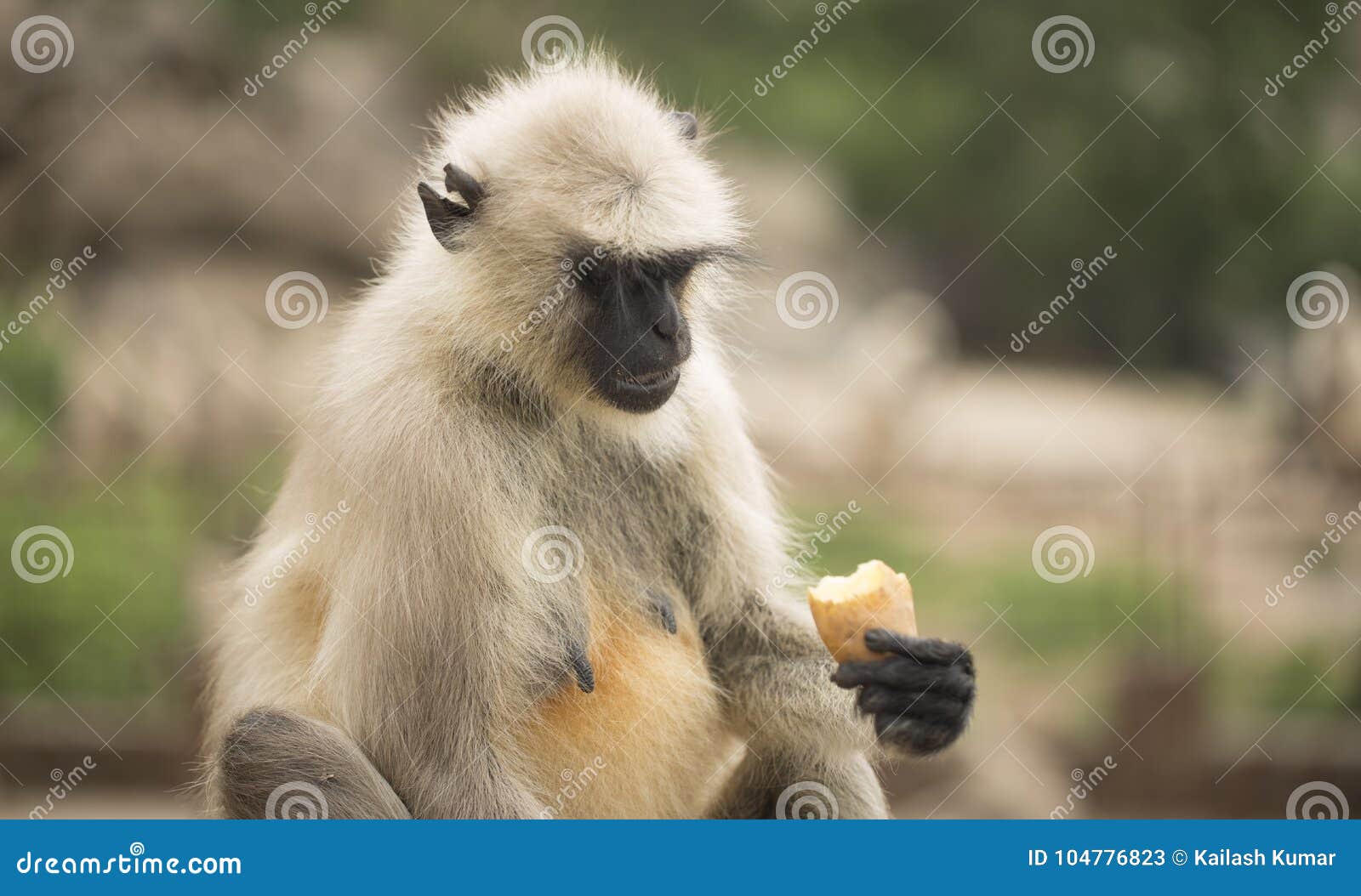 Langur Monkey stock image. Image of hairy, family, monkey - 104776823