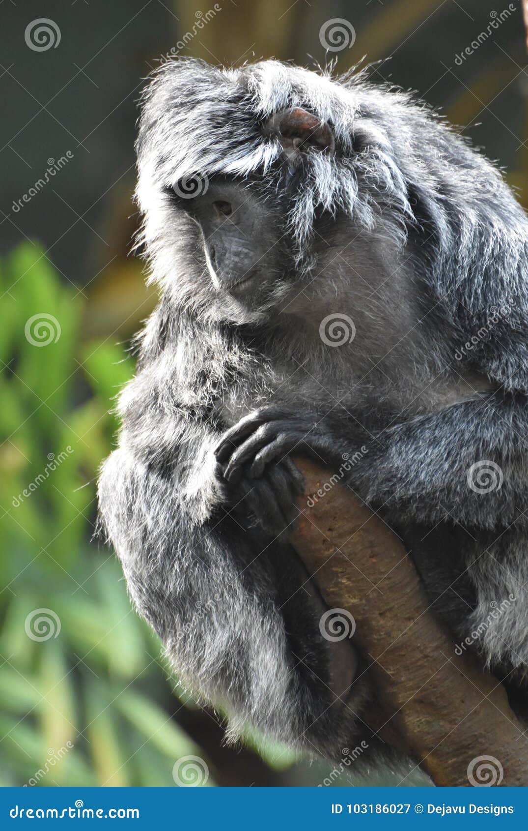 Langur Monkey with Thick Gray and Black Fur Stock Image - Image of ...