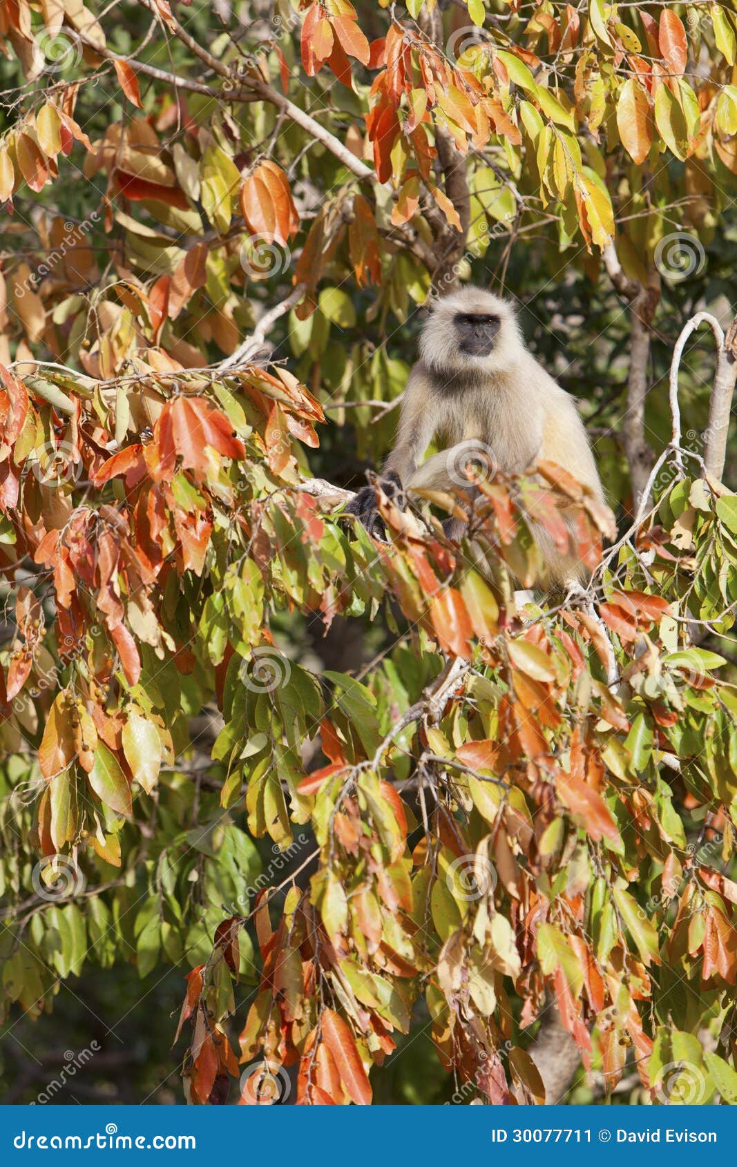 Langur in a tree. stock image. Image of protection, ranthambore - 30077711
