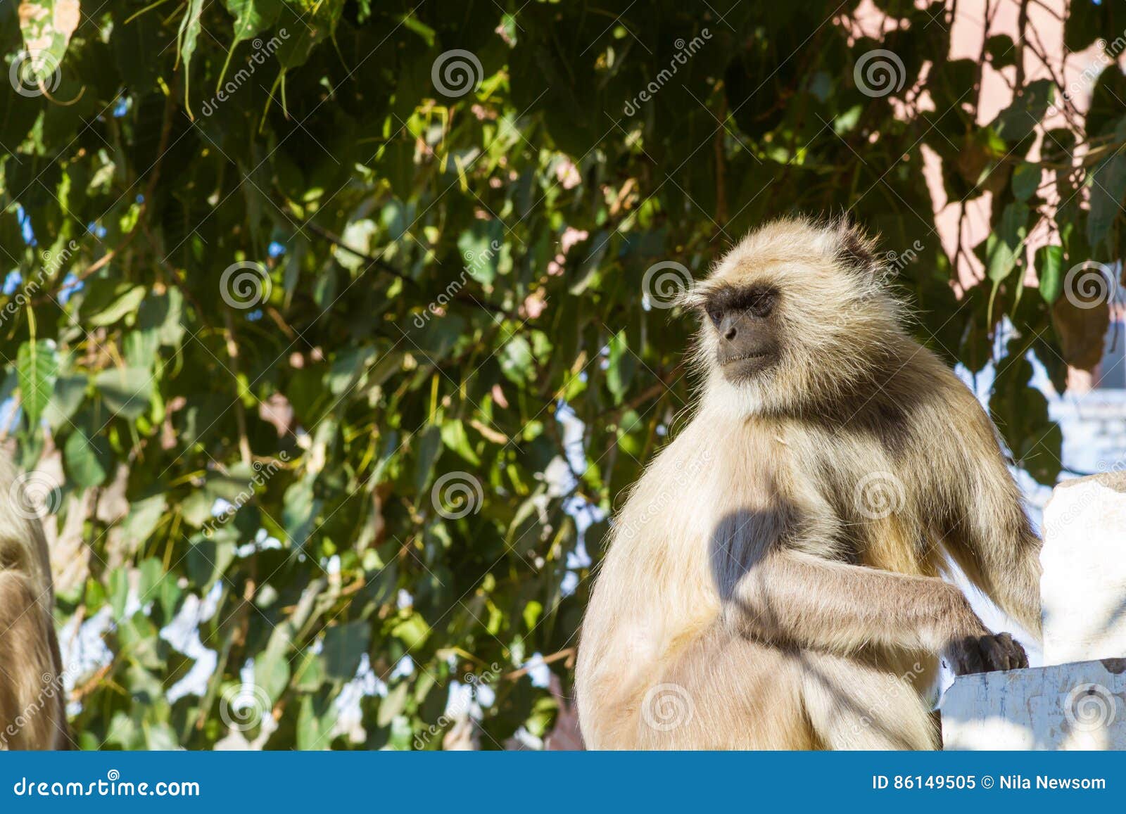 A langur monkey stock image. Image of animal, wild, langur - 86149505