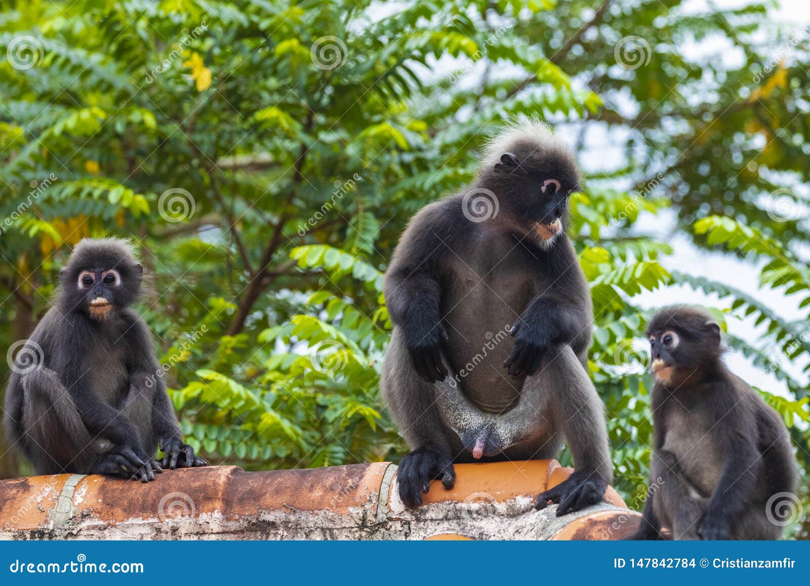 Langur monkey wildlife stock photo. Image of green, jungle - 147842784