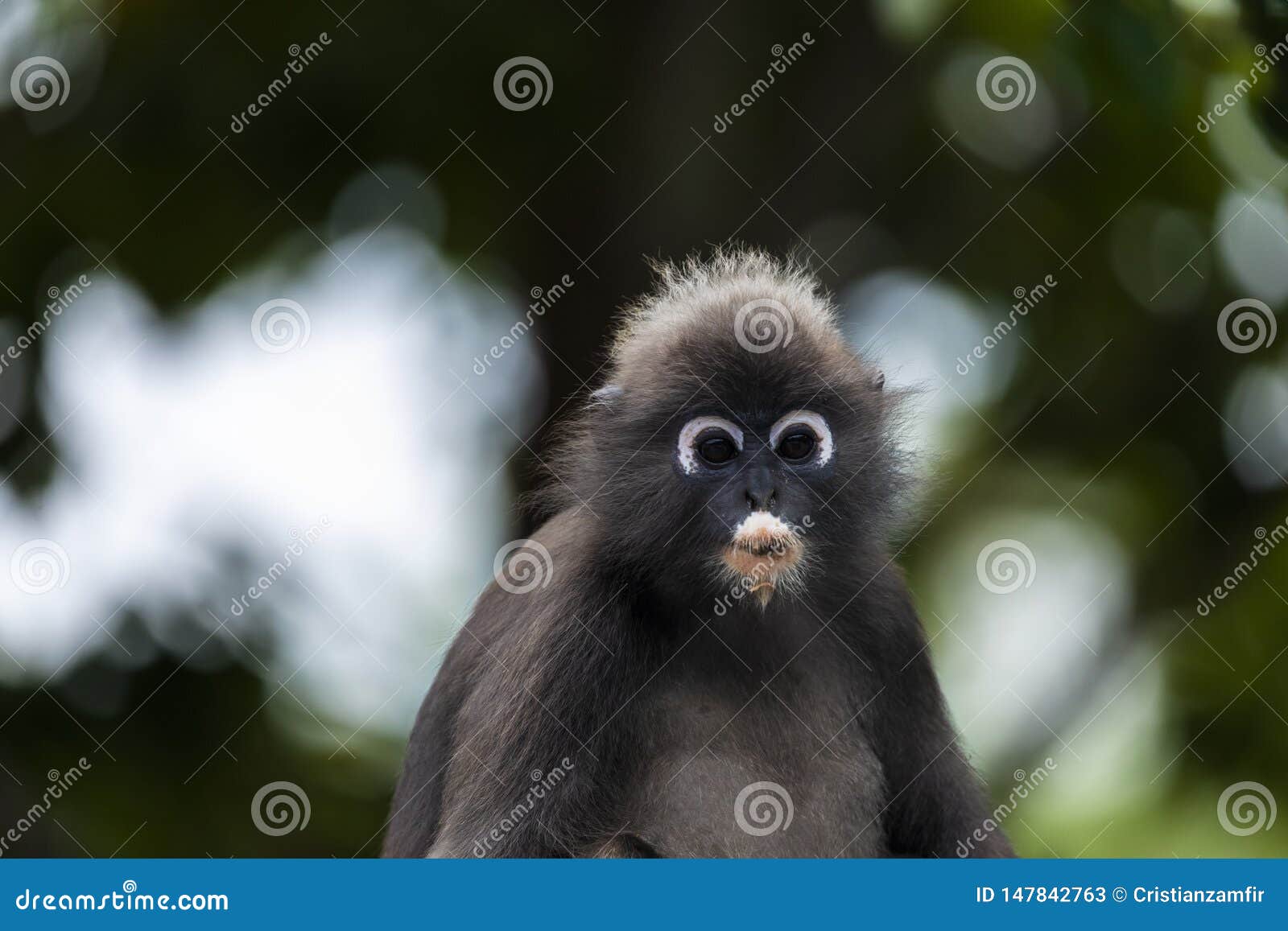 Langur monkey wildlife stock image. Image of cute, asia - 147842763