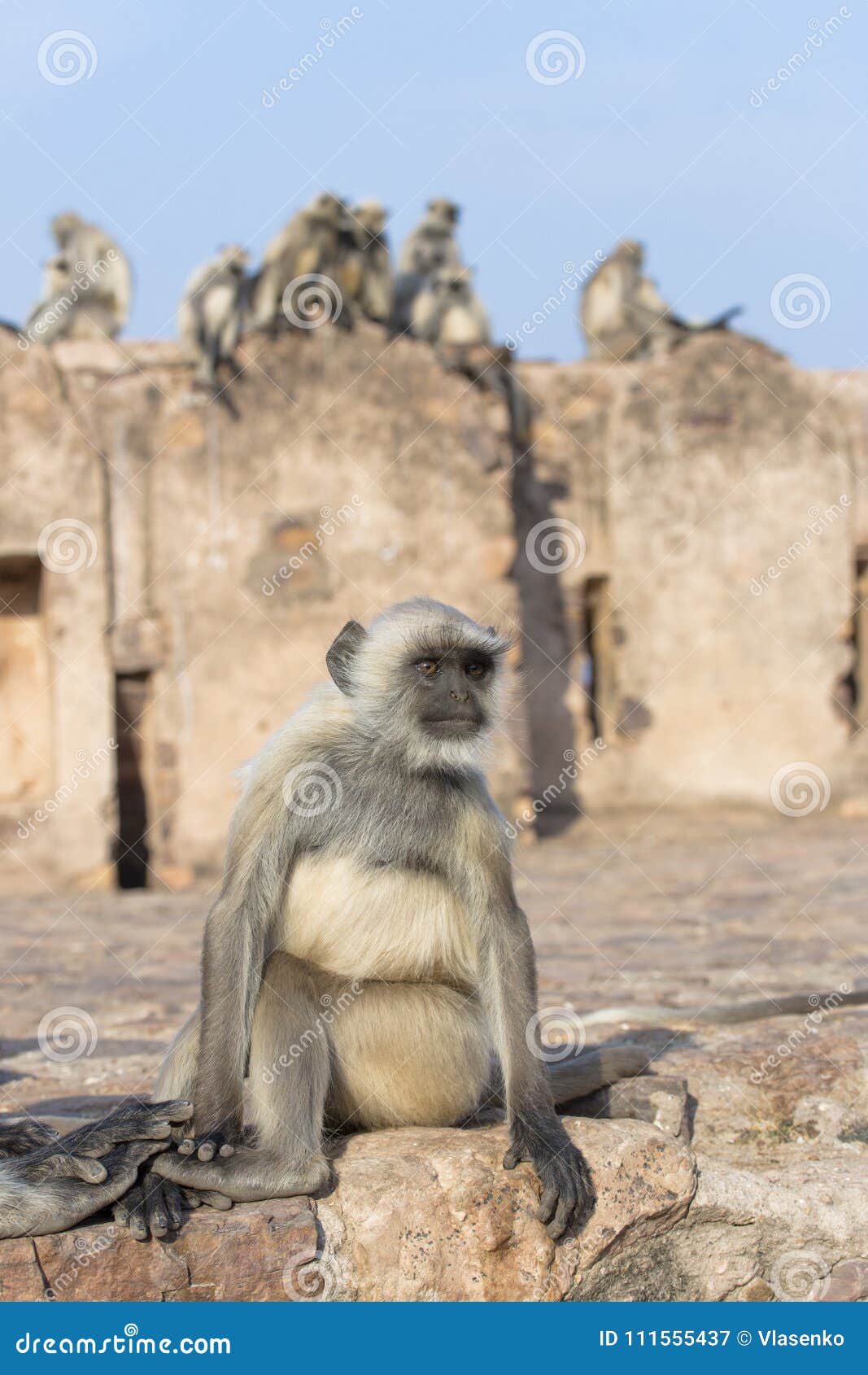 Langur Monkeys are Medium-sized Primates with a Long Tail Stock Image ...