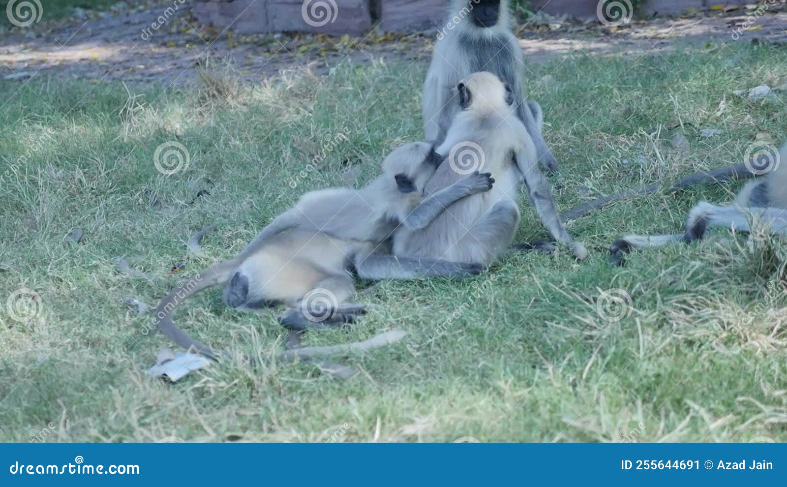 Langur Monkeys Playing, Fighting with Each Other in Park Stock Video ...