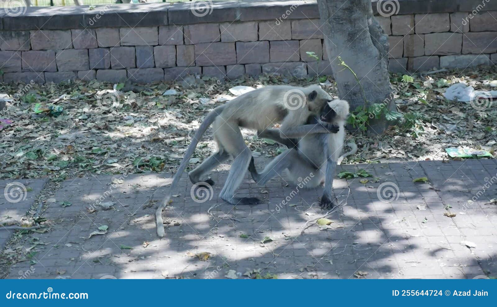 Langur Monkeys Playing, Fighting with Each Other in Park Stock Footage ...