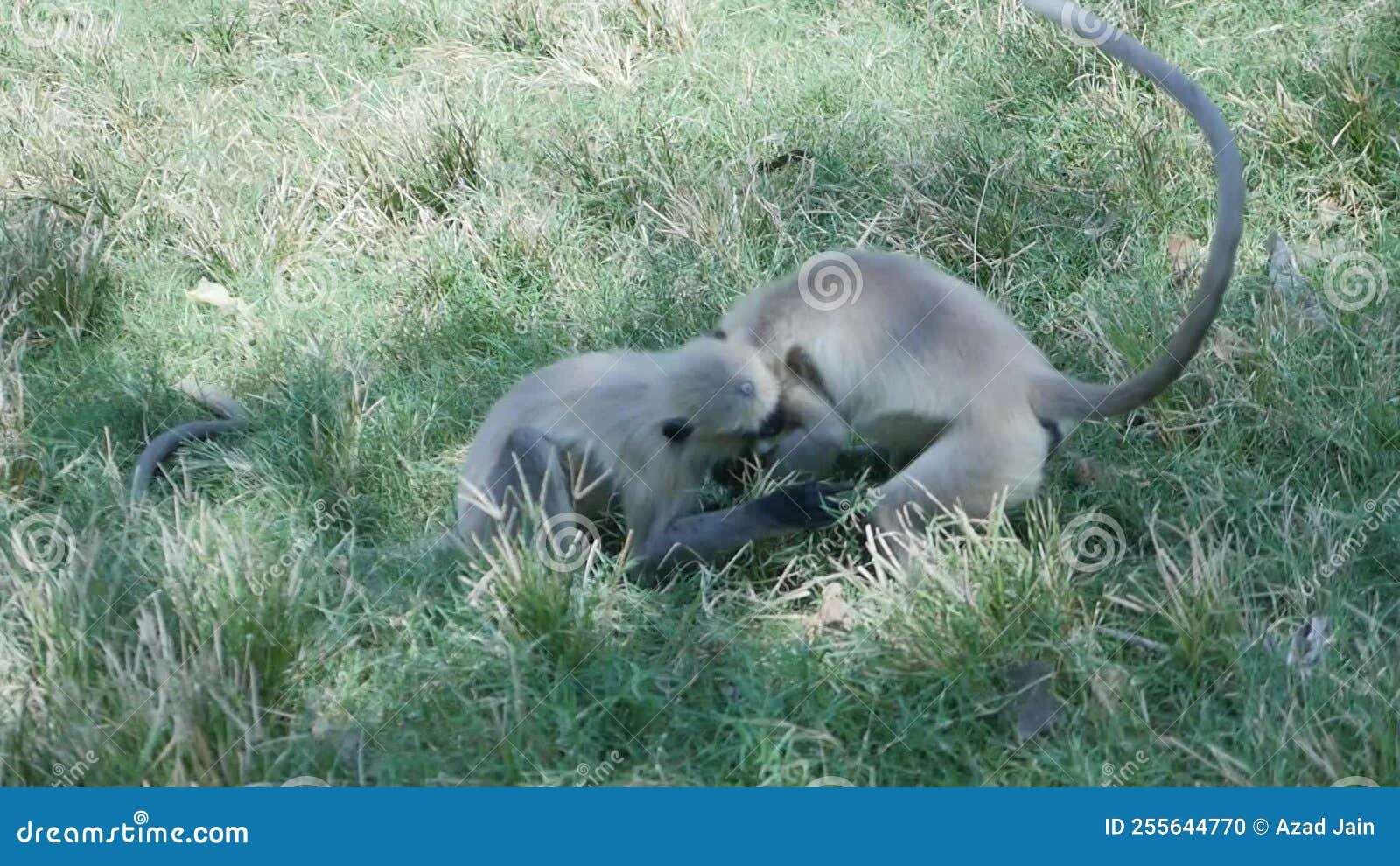 Langur Monkeys Playing, Fighting with Each Other in Park Stock Footage ...