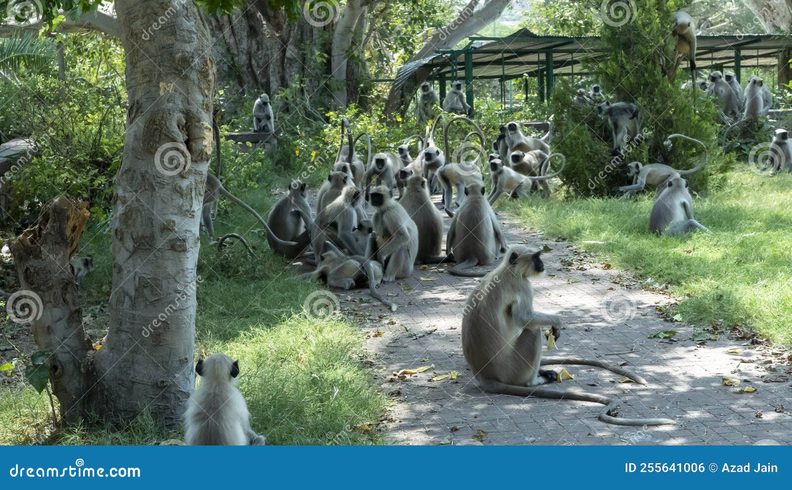 Langur Monkeys Seated in a Park in India. Stock Photo - Image of ...