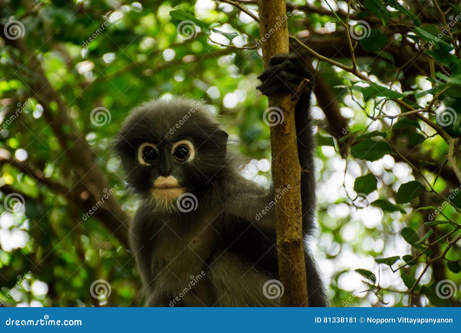 Langur monkeys stock image. Image of look, mother, family - 81338181