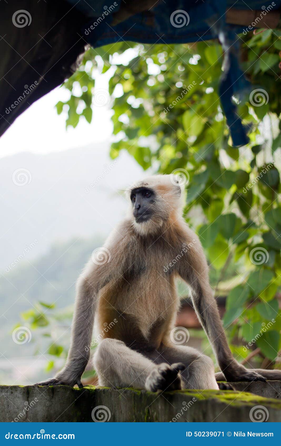Langur stock image. Image of indian, langoor, nature - 50239071